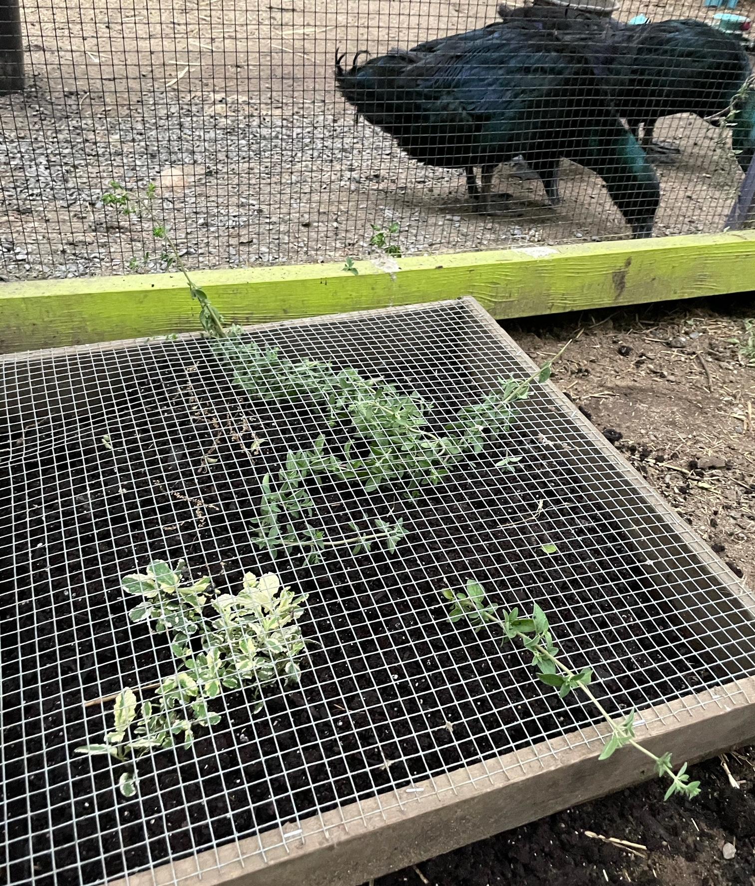 Grazing Frame for Backyard Chickens : 5 Steps (with Pictures ...