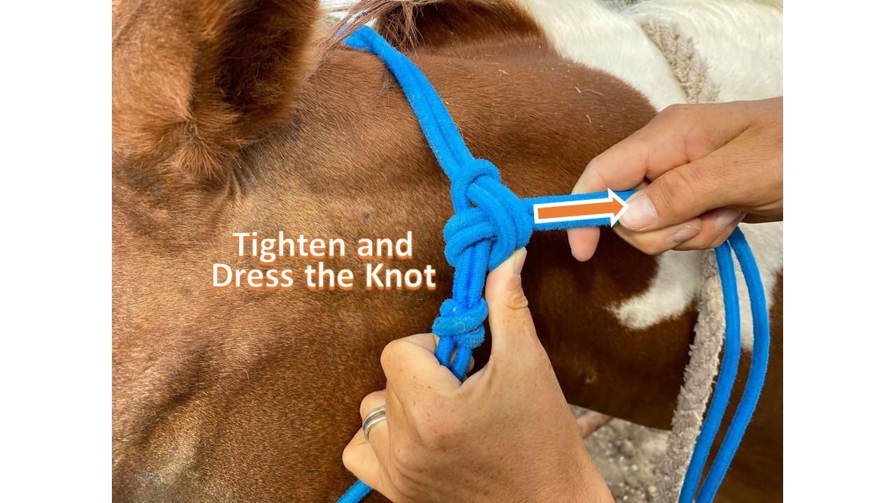 How to Halter a Horse -Fit & Tie a Rope Halter- : 6 Steps (with ...
