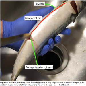 How to Clean a Fish : 22 Steps (with Pictures) - Instructables