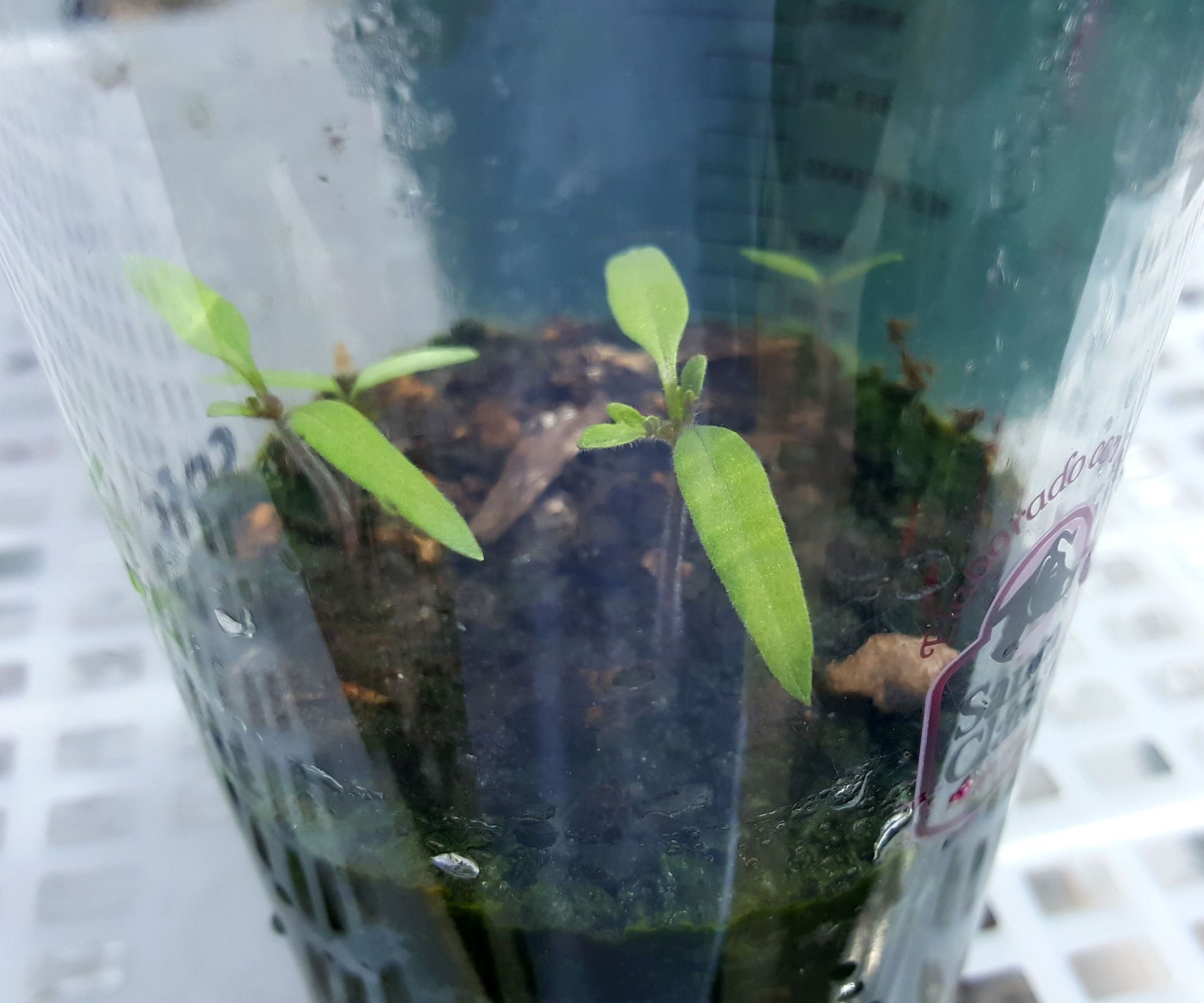 How to Make a Seedbed With Recycled Material : 5 Steps (with Pictures ...