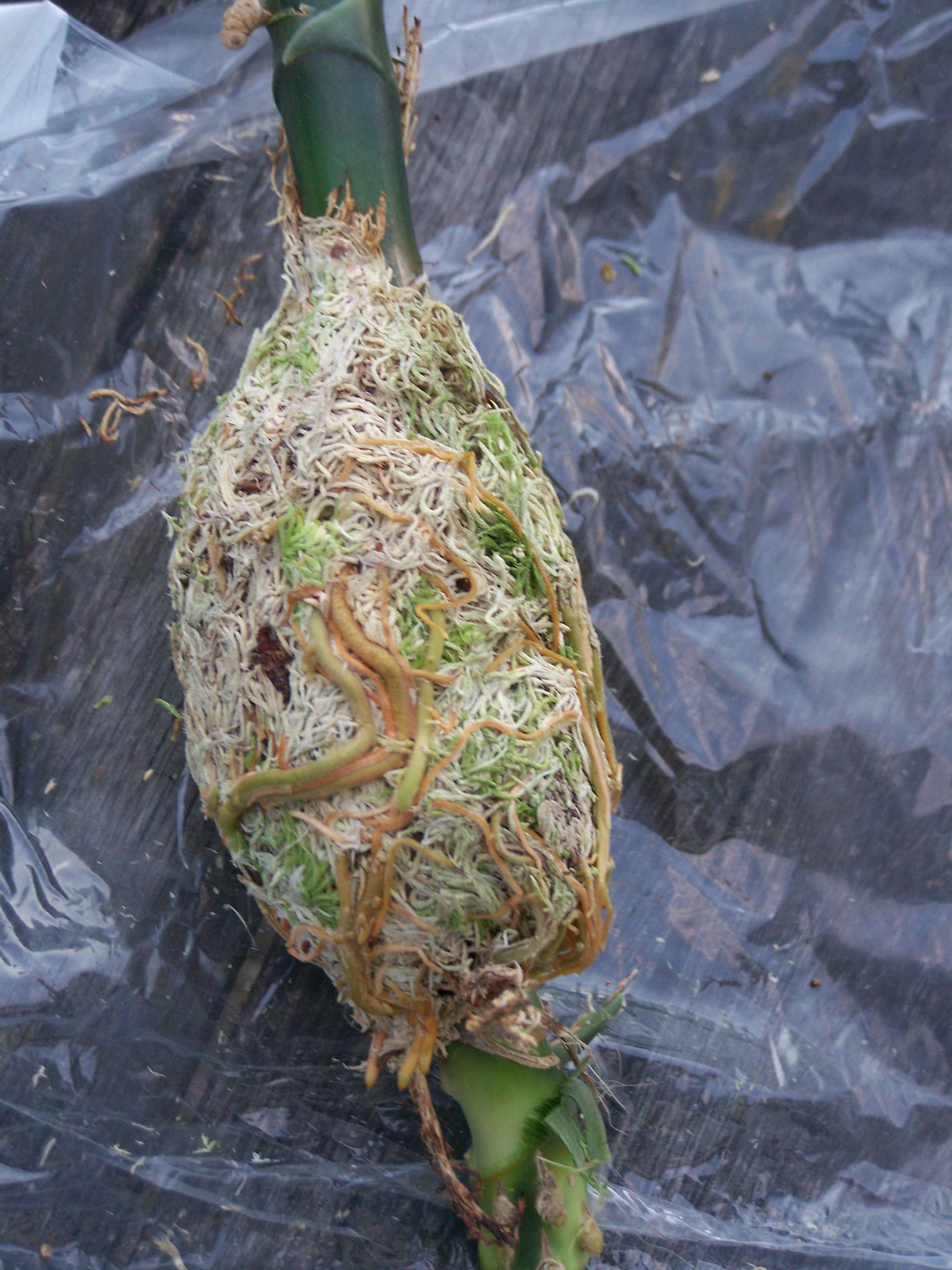 Propagating Plants by Air Layering : 8 Steps - Instructables
