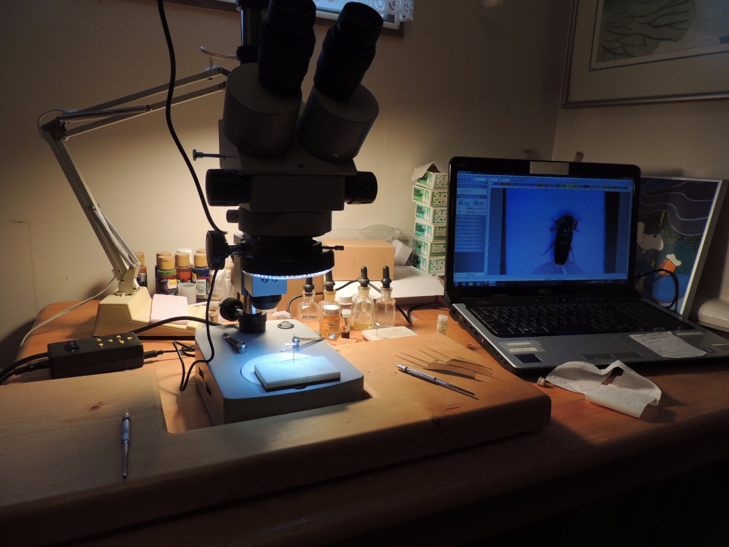 Beetle Dissection and Mounting : 8 Steps (with Pictures) - Instructables