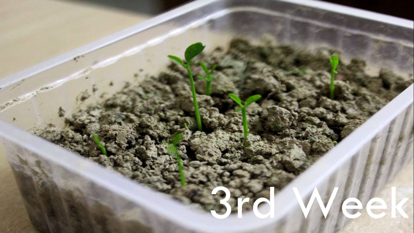 How to Grow Orange Tree From Seeds. Bottle Germination Method. Work ...