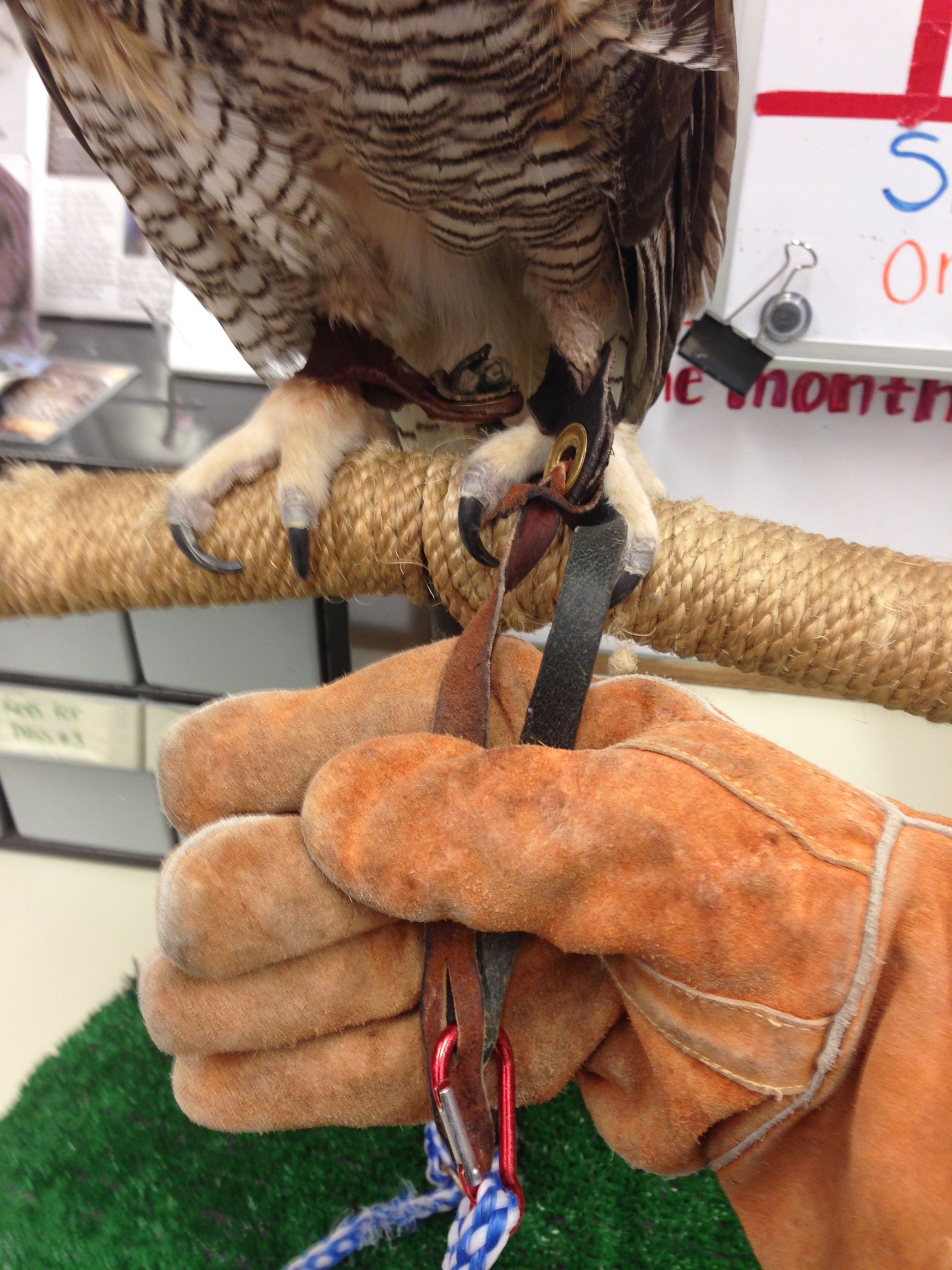 Wild Raptors - Bird Handling : 11 Steps (with Pictures) - Instructables