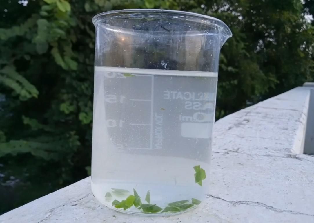 Photosynthesis in a Beaker : 5 Steps (with Pictures) - Instructables