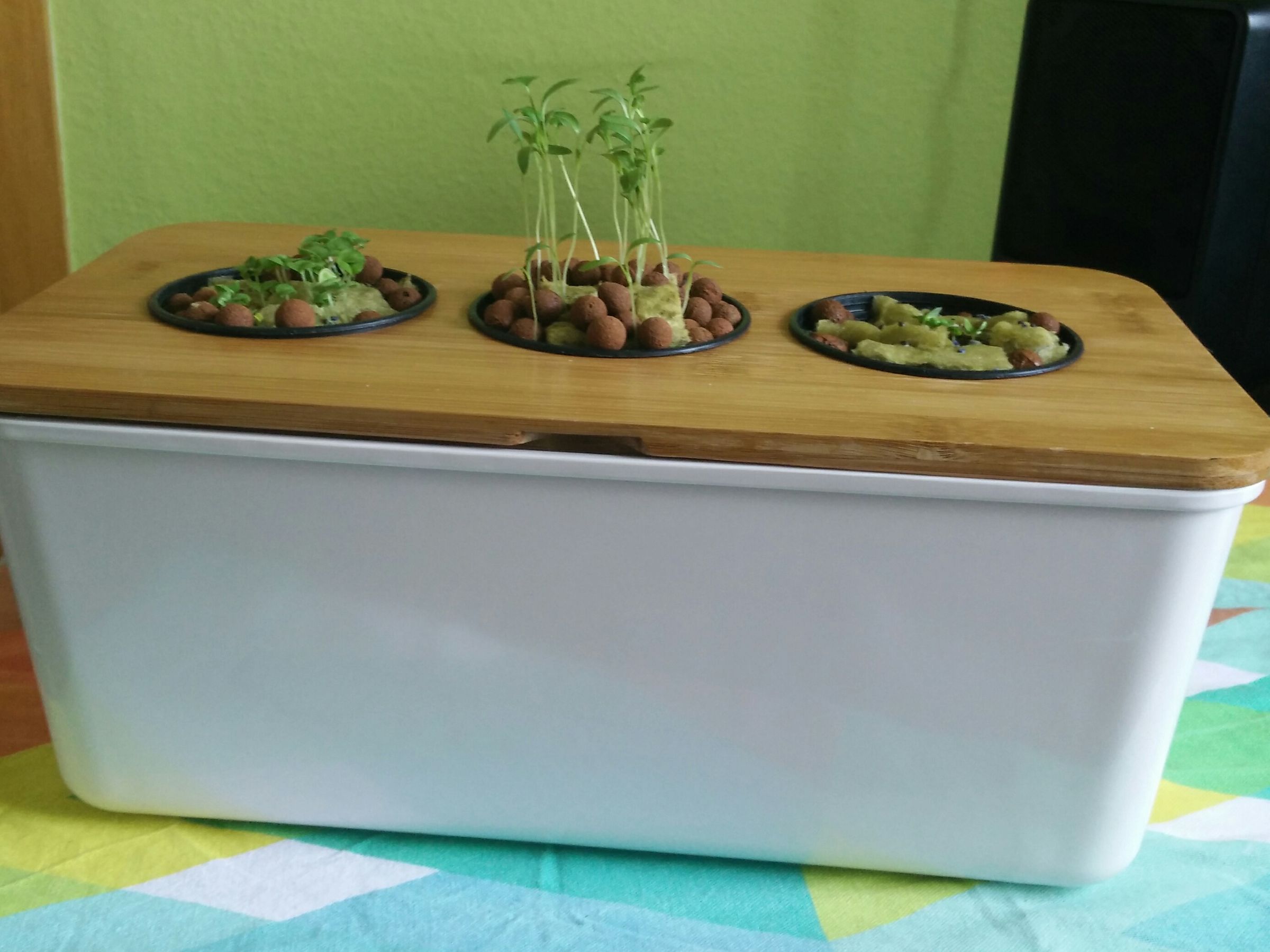 Windowsill Hydroponic Herb Garden : 5 Steps (with Pictures) - Instructables