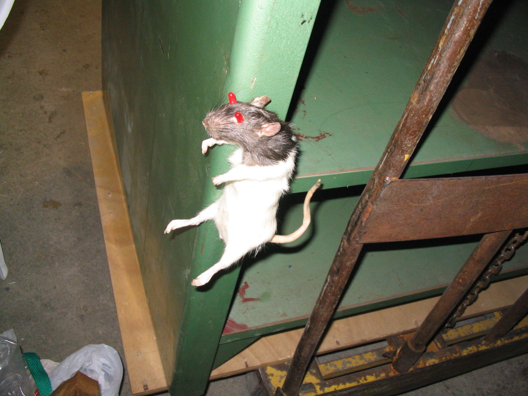 LED Throwie Rat (or Mouse) : 8 Steps (with Pictures) - Instructables