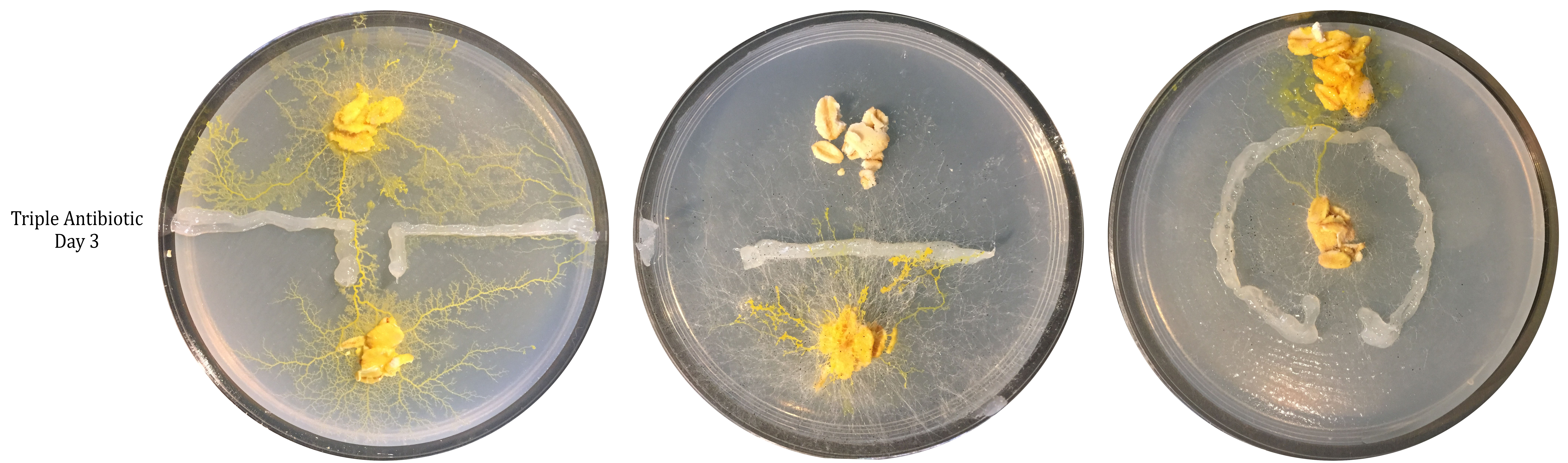How to Grow SLIME MOLD : 9 Steps (with Pictures) - Instructables