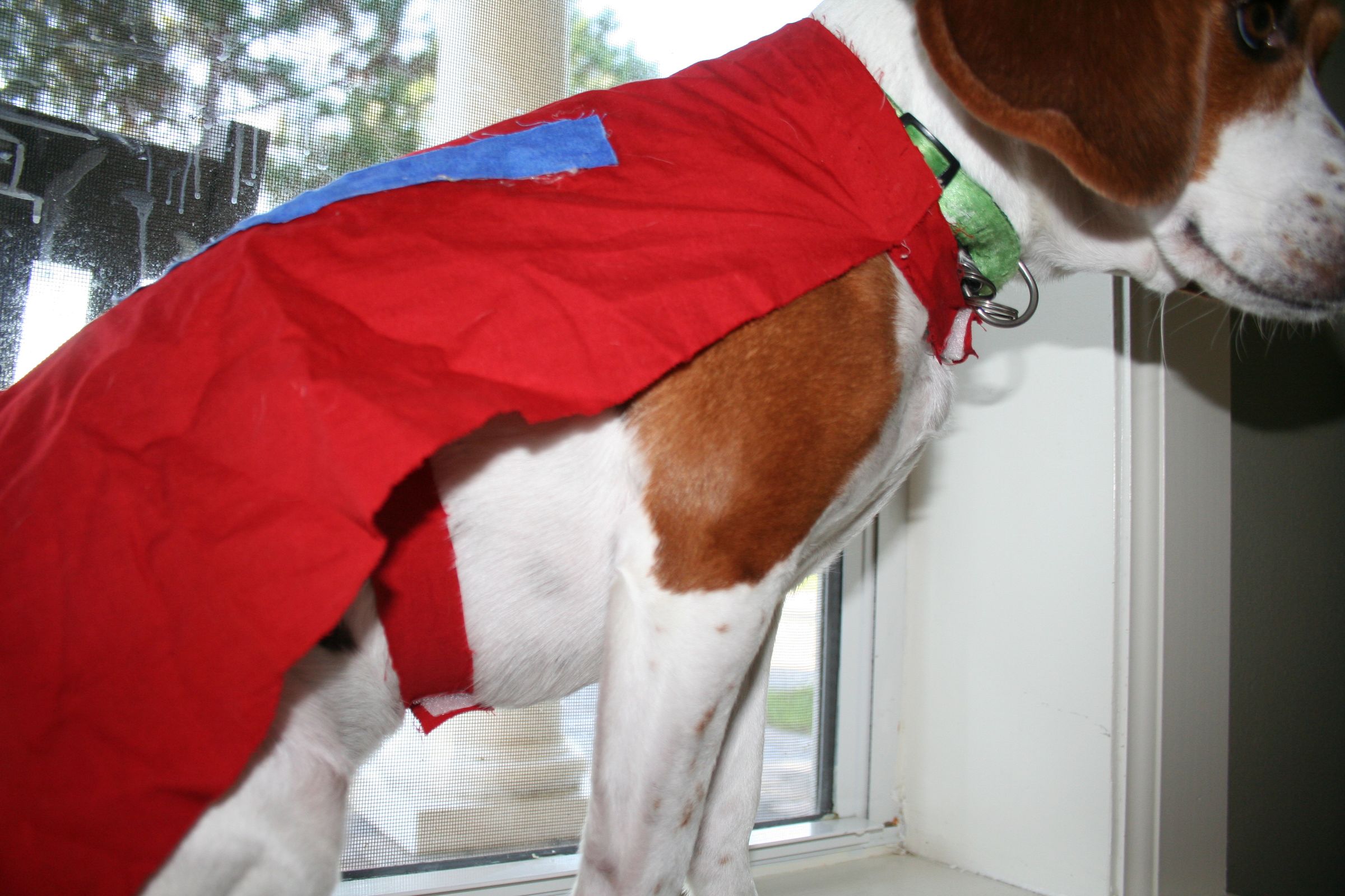 Underdog Cape for Your Dog!! : 6 Steps - Instructables