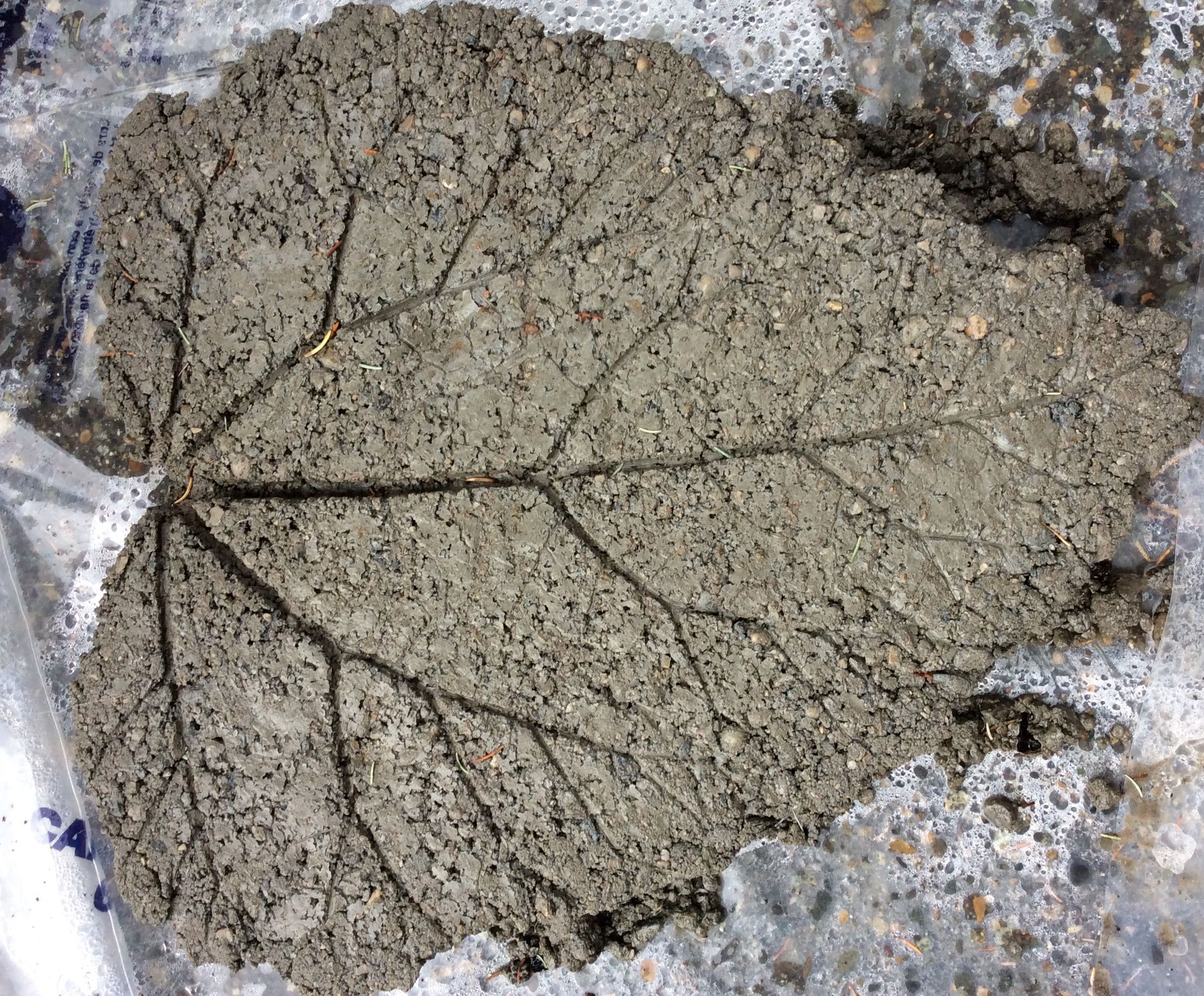 Rhubarb Leaf Stepping Stones : 3 Steps (with Pictures) - Instructables