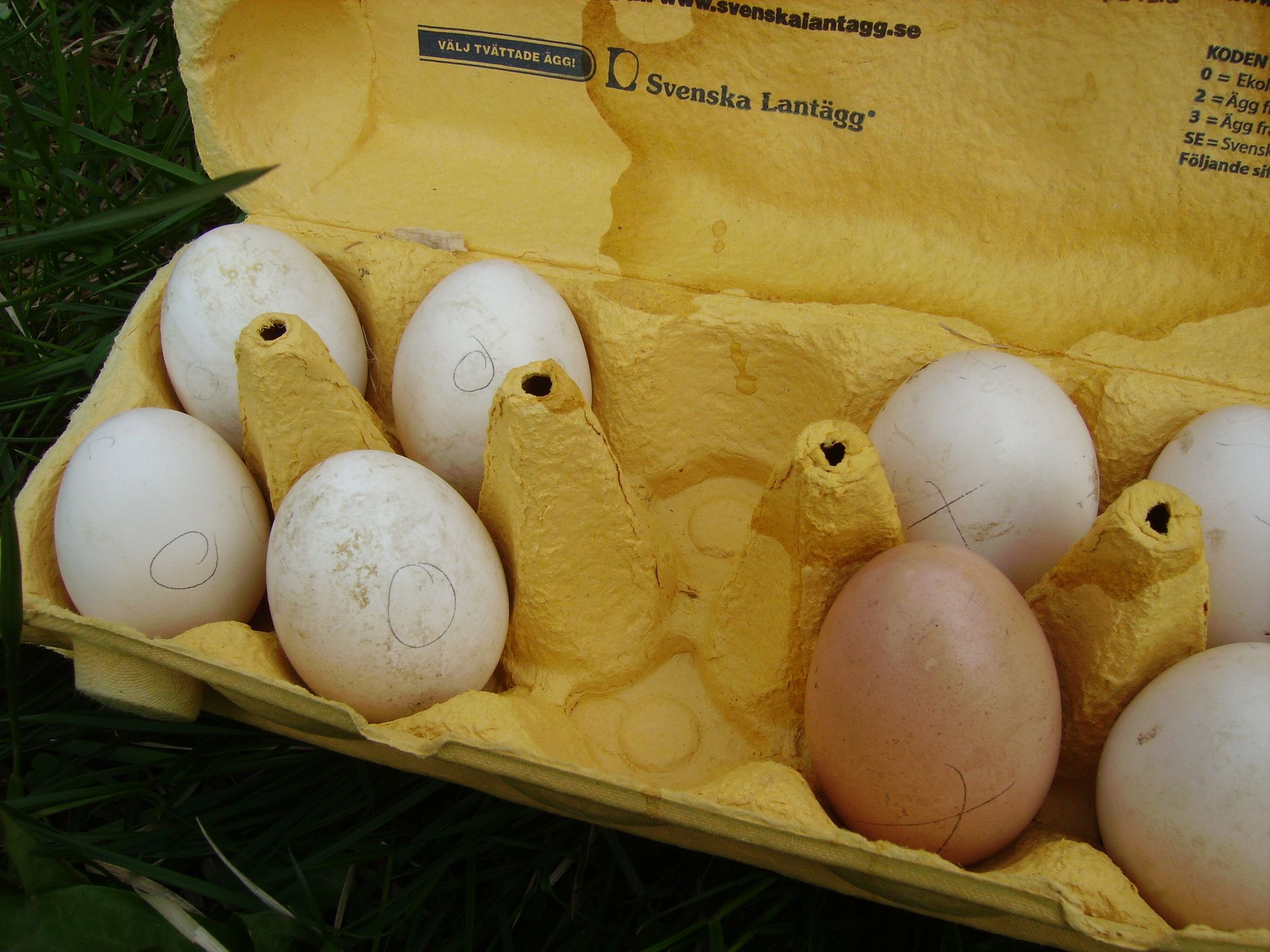 Hatching Chicken Eggs Naturally : 12 Steps (with Pictures) - Instructables