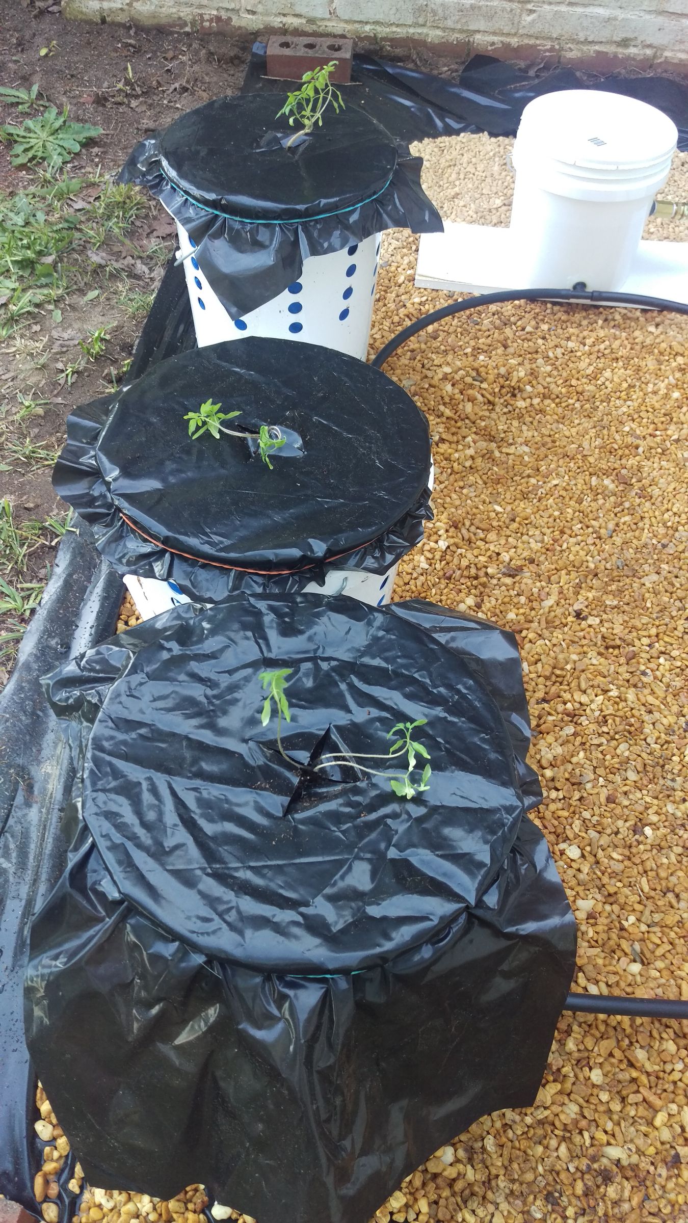 Self Watering Bucket Garden : 3 Steps - Instructables