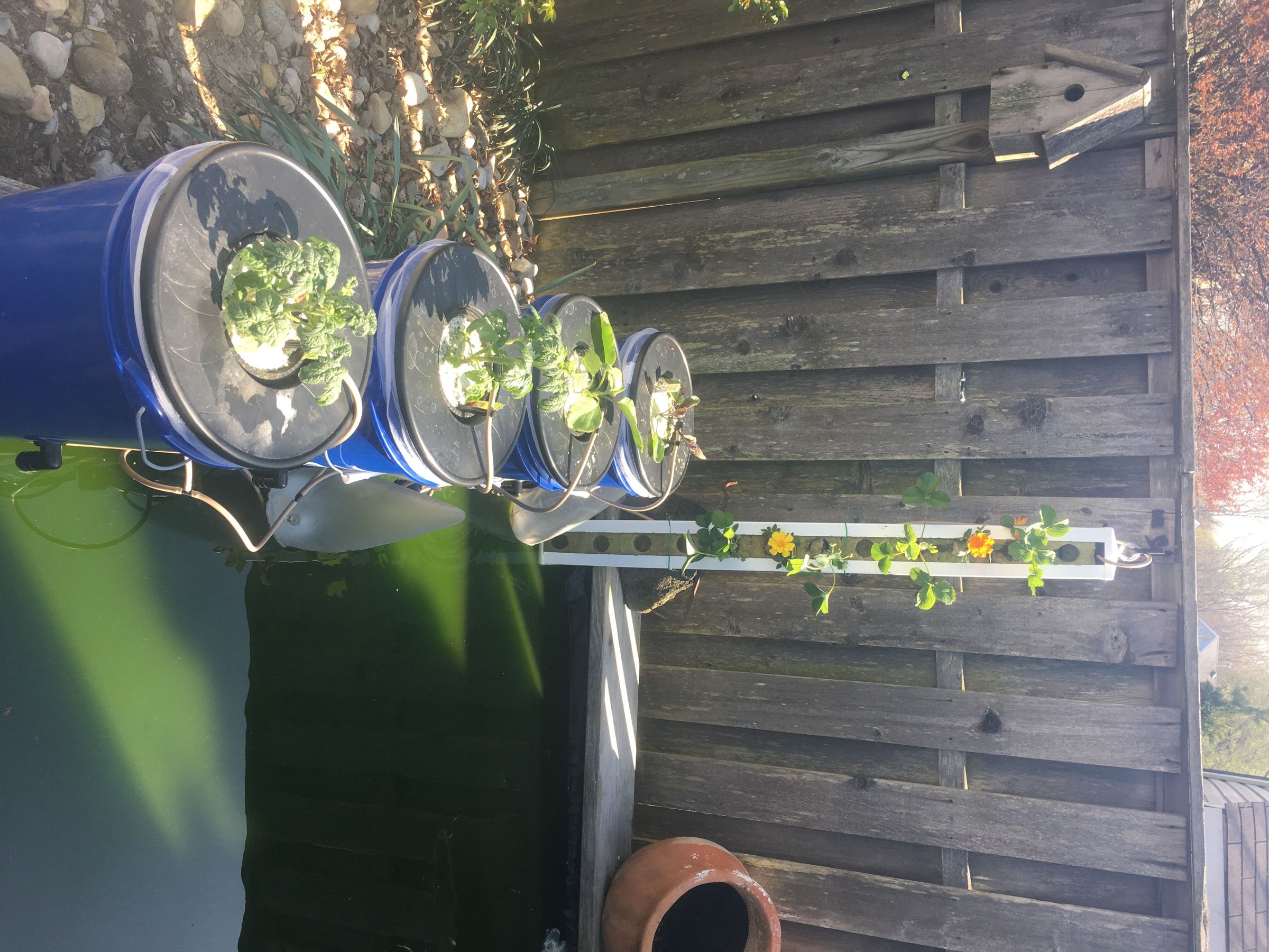 Hydroponics & Aquaponics Koi Pond : 5 Steps - Instructables