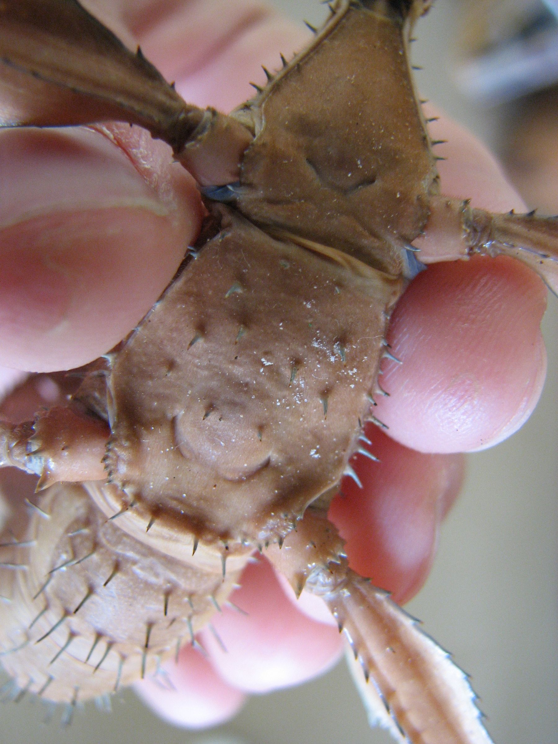 How to Keep a Pet Spiny Leaf Insect : 7 Steps (with Pictures ...