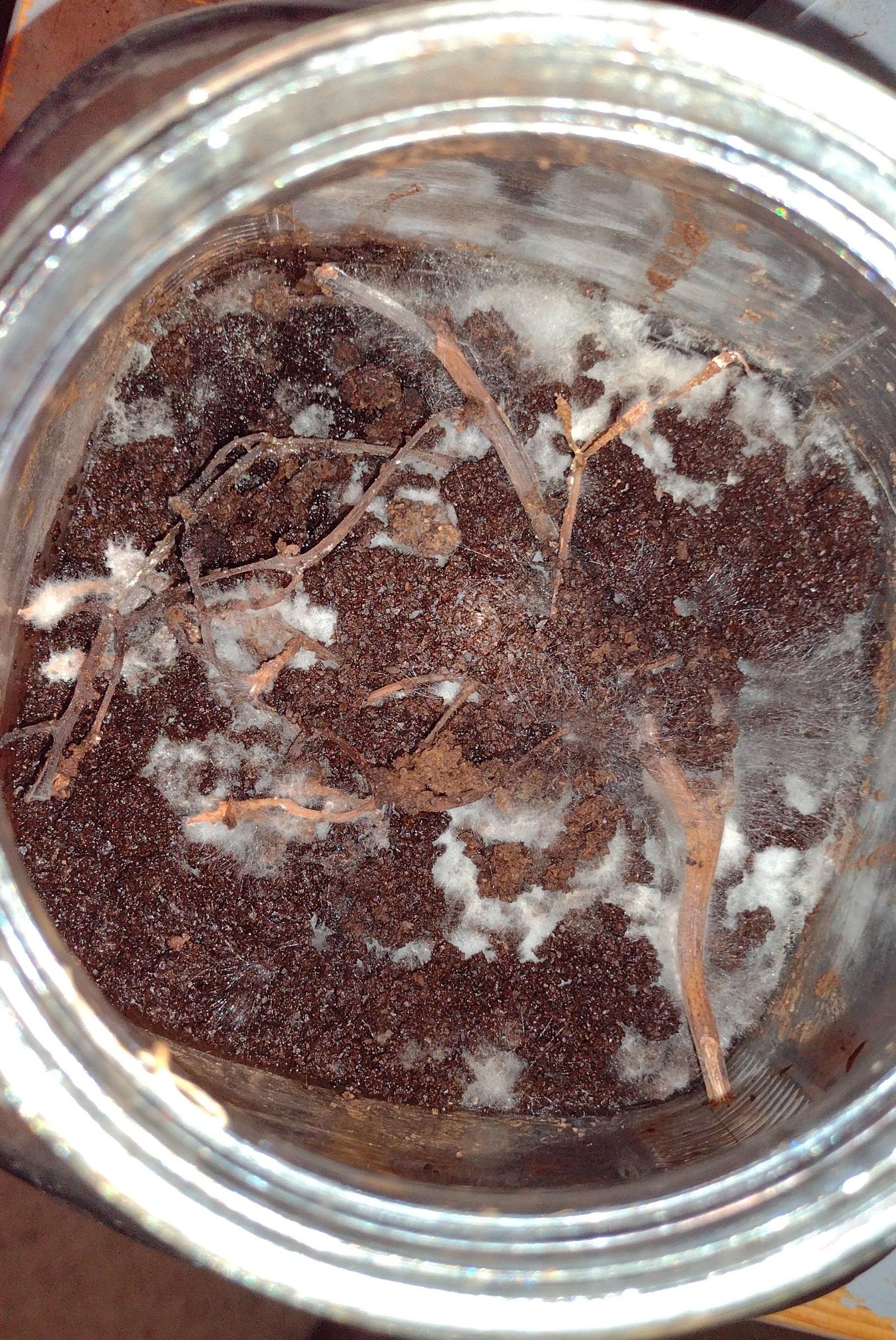 Making Mycelium : 5 Steps (with Pictures) - Instructables