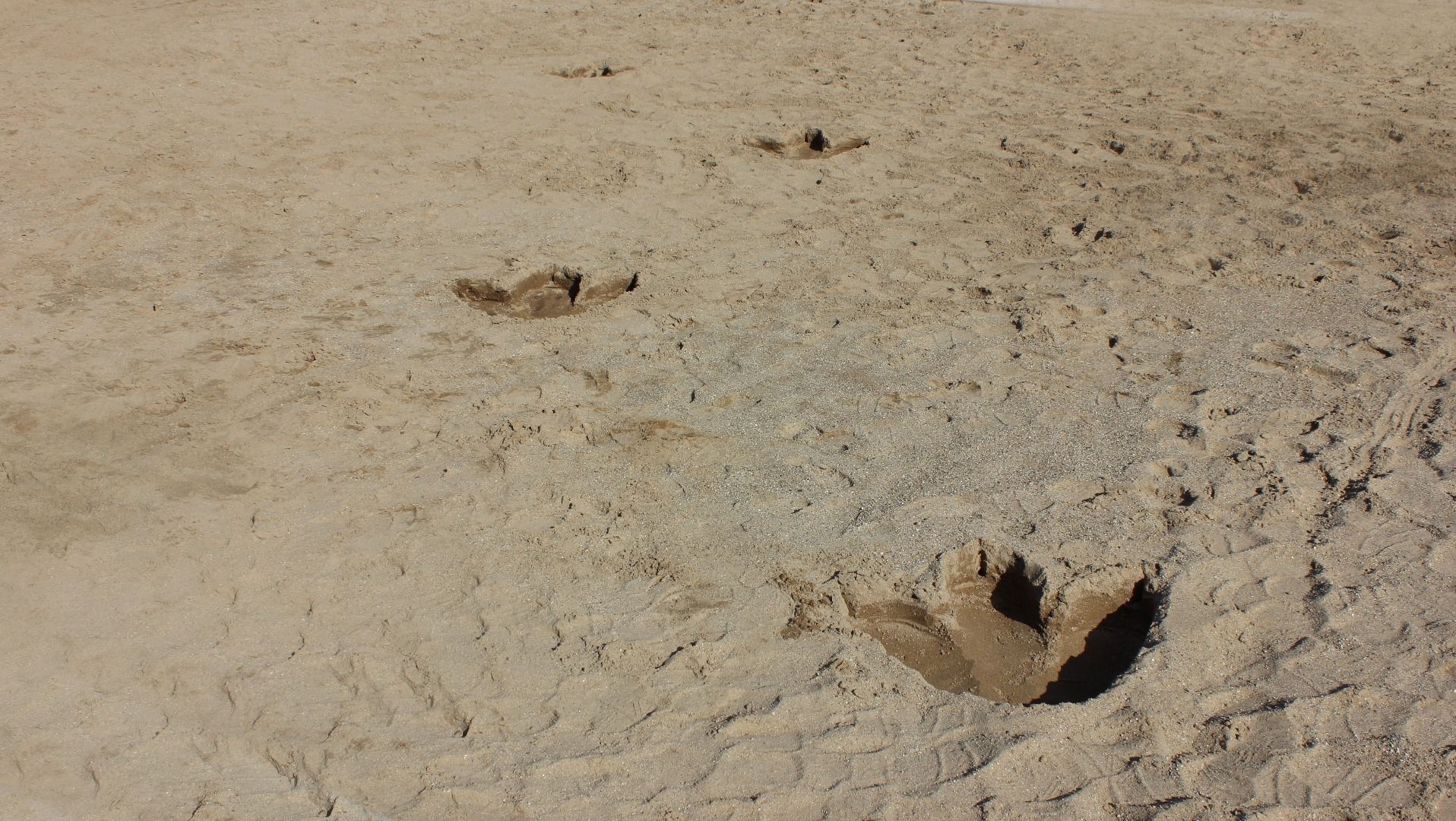 Dinosaur Footprints : 12 Steps (with Pictures) - Instructables