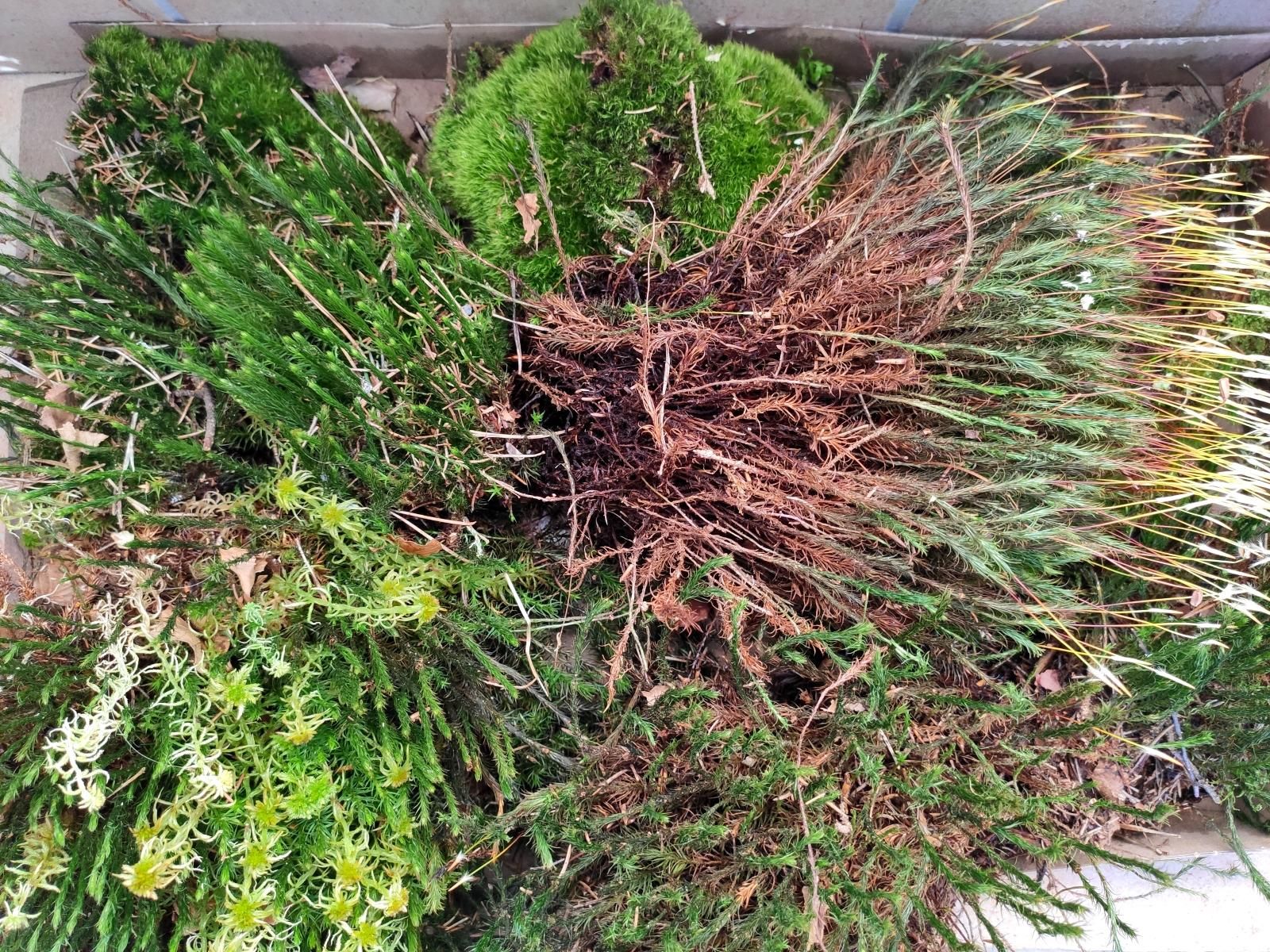 The Eco-Crystal - Mini Ecosystem in a Crystal Shaped Planter : 7 Steps ...