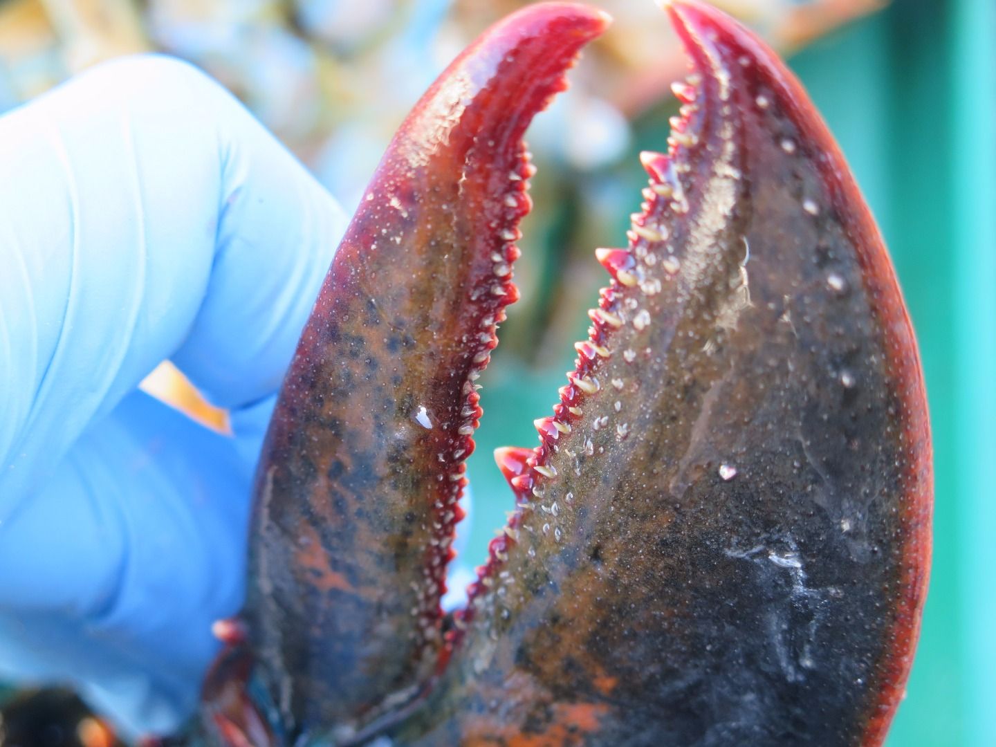 Lobster Dissection : 11 Steps - Instructables
