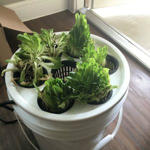 Lettuce for Life - Arduino 101 Based Automated Controller for Hydroponics, Aeroponics ...