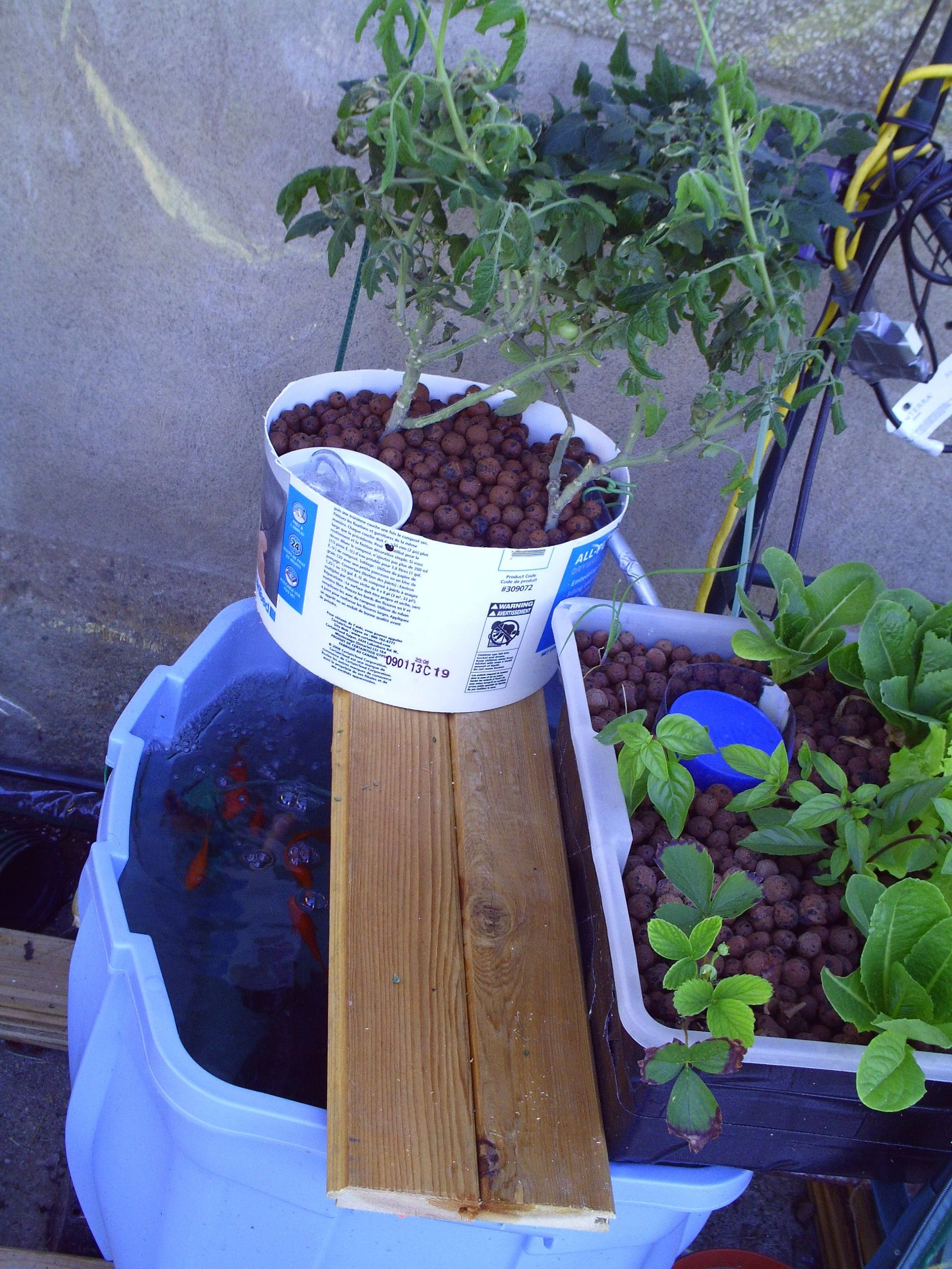 Aquaponics the Cheap Easy Way!! : 7 Steps - Instructables