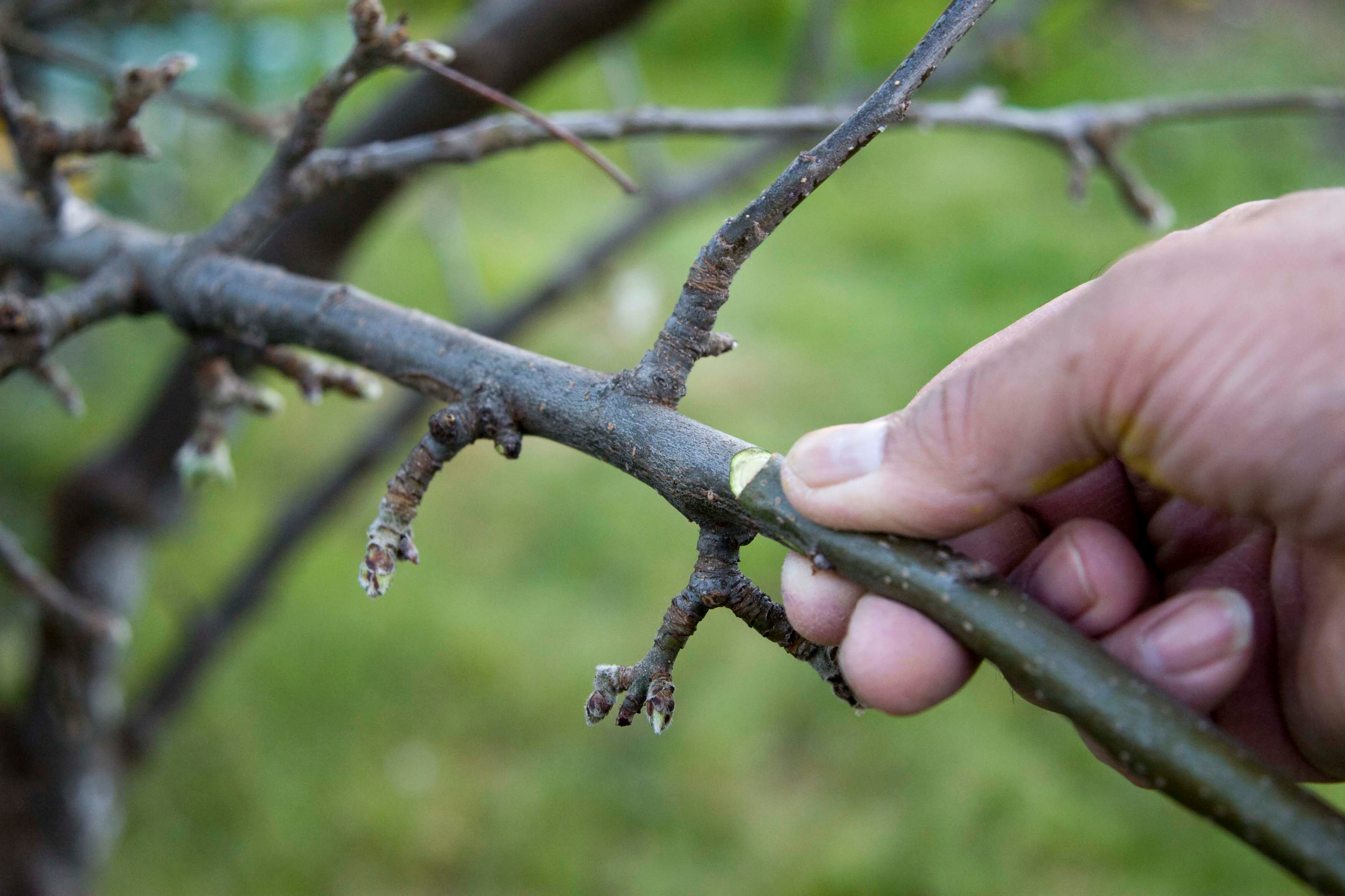 Whip Grafting : 11 Steps (with Pictures) - Instructables