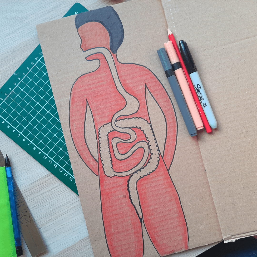 Interactive Digestive System : 9 Steps (with Pictures) - Instructables