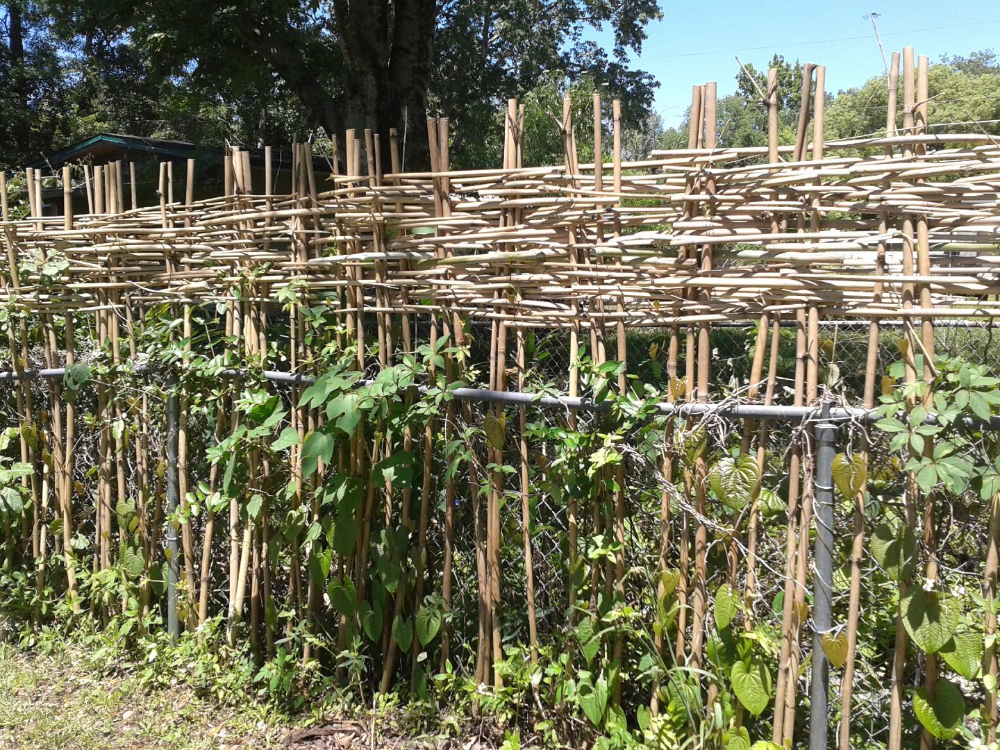 Weave a Bamboo Privacy Fence : 7 Steps (with Pictures) - Instructables
