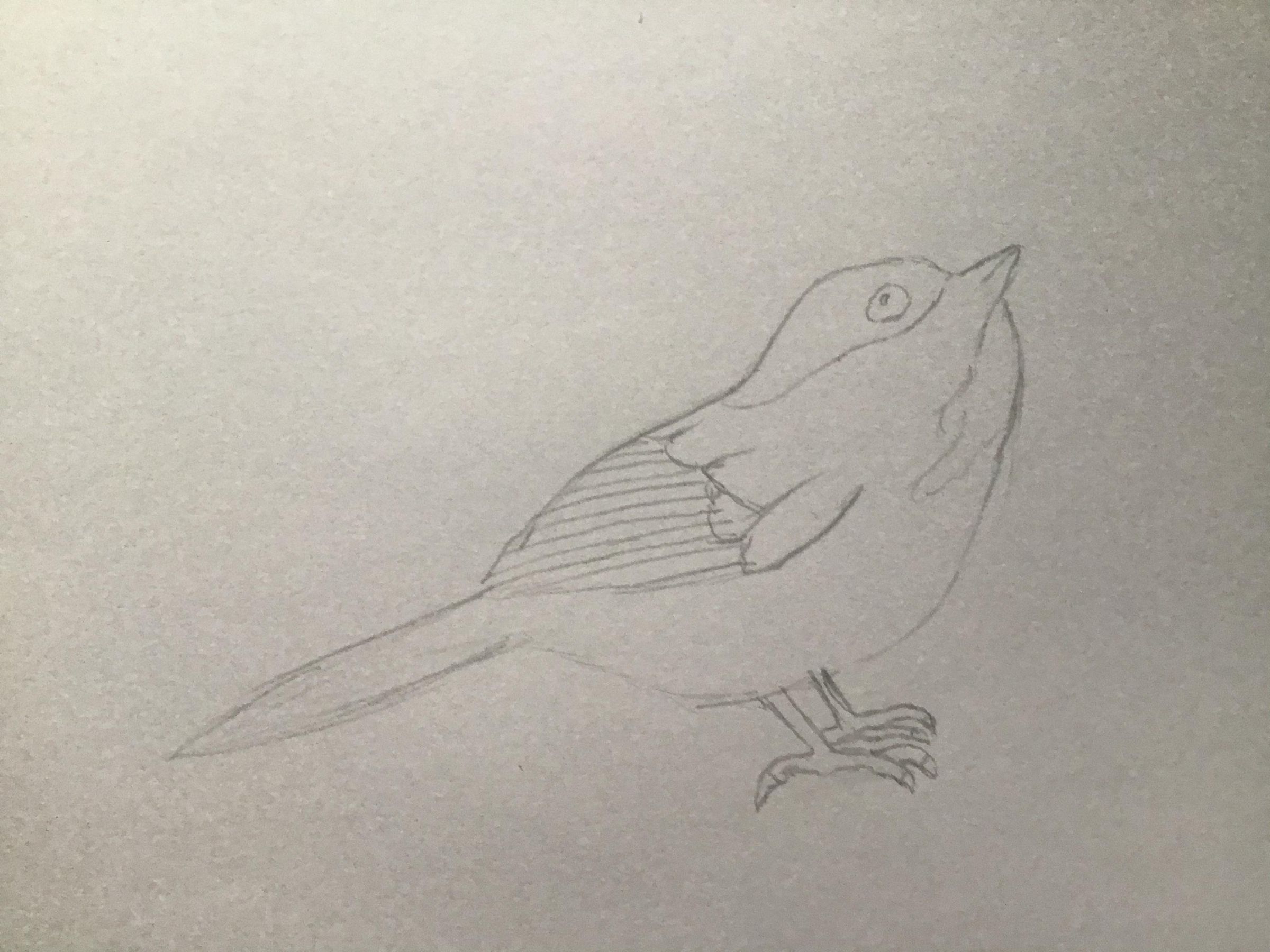 How to Draw a Chickadee : 7 Steps - Instructables