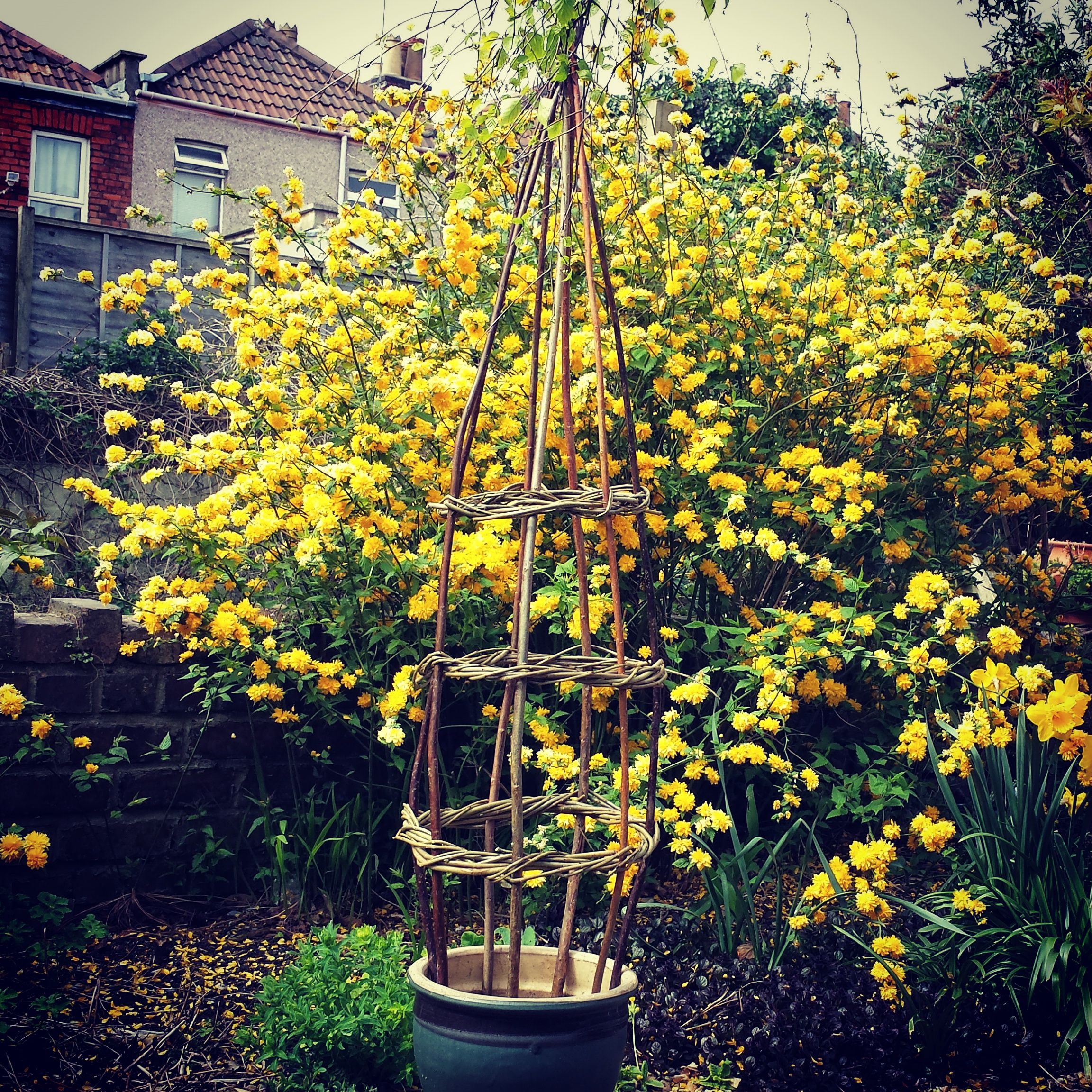 willow plant support DIY Project - Step-by-Step DIY Project | FindingDIY