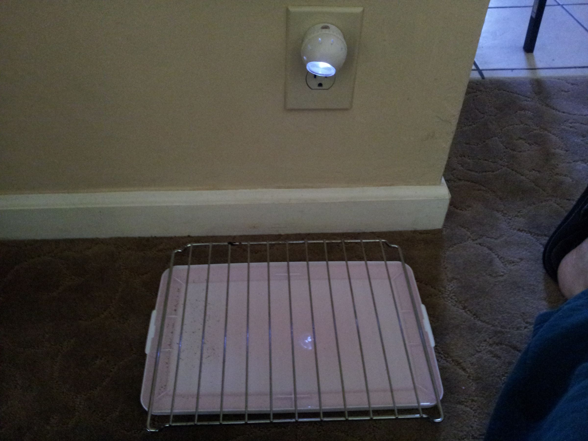 Catch 50 Fleas in One Night : 5 Steps (with Pictures) - Instructables