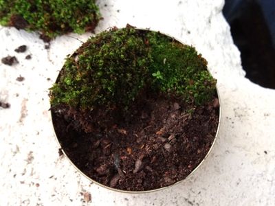 Mini Moss Garden From Backyard Materials : 4 Steps (with Pictures ...