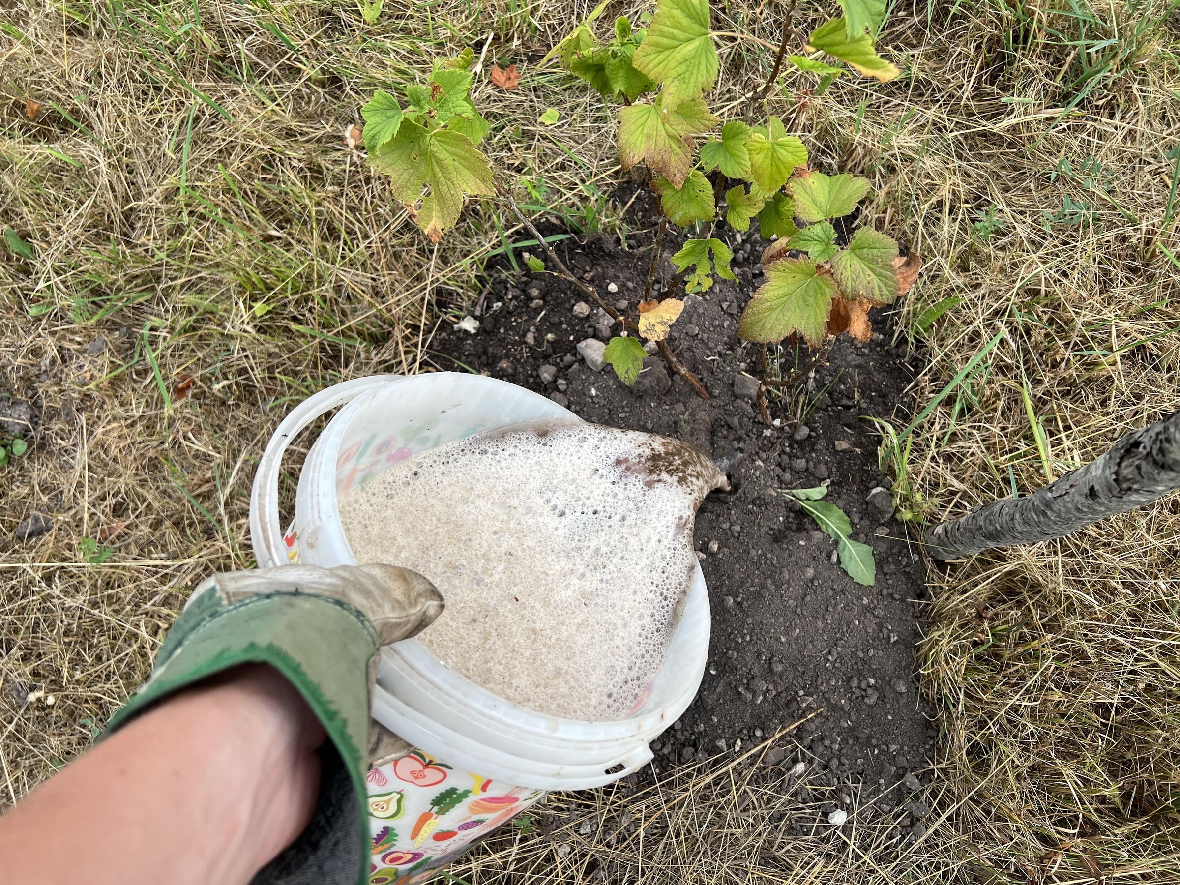 How to Turn Stinging Nettles Into Fertilizer : 6 Steps (with Pictures ...