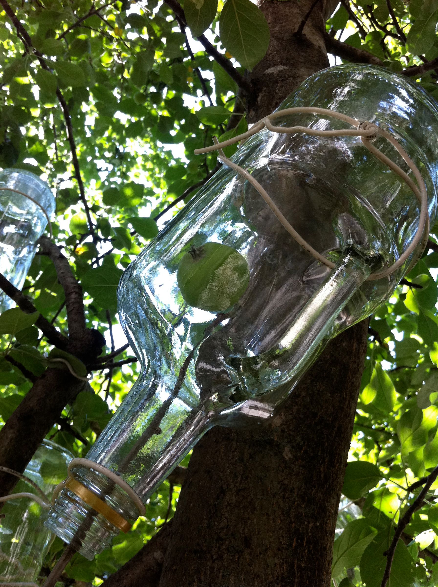 How to Grow an Apple in a Bottle : 15 Steps (with Pictures) - Instructables