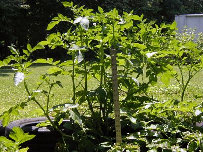 Tater Totes: Potato Grow Bags : 7 Steps (with Pictures) - Instructables
