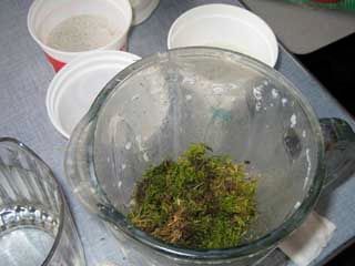 How to Make Moss Graffiti : 6 Steps - Instructables