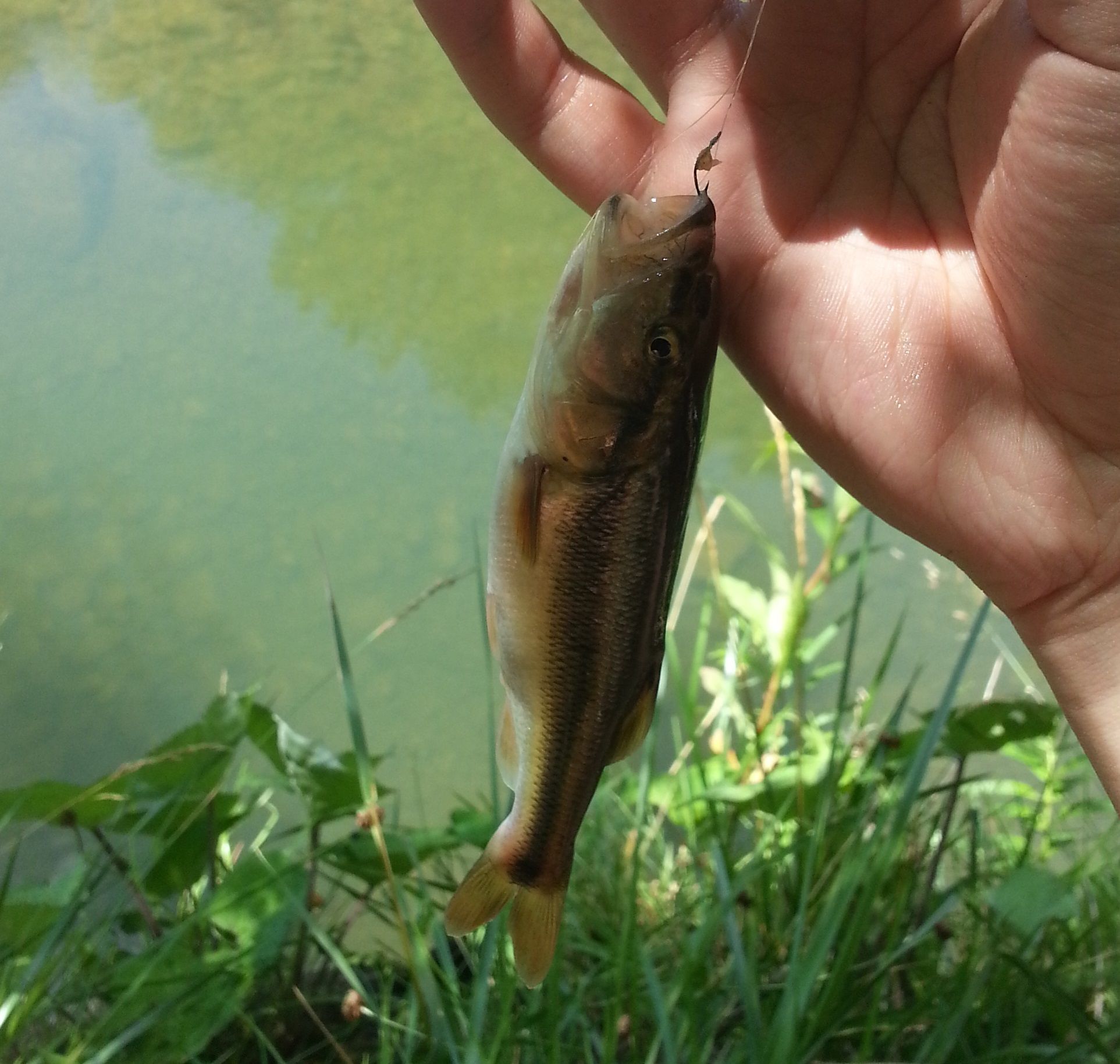 Budget Microfishing : 8 Steps (with Pictures) - Instructables