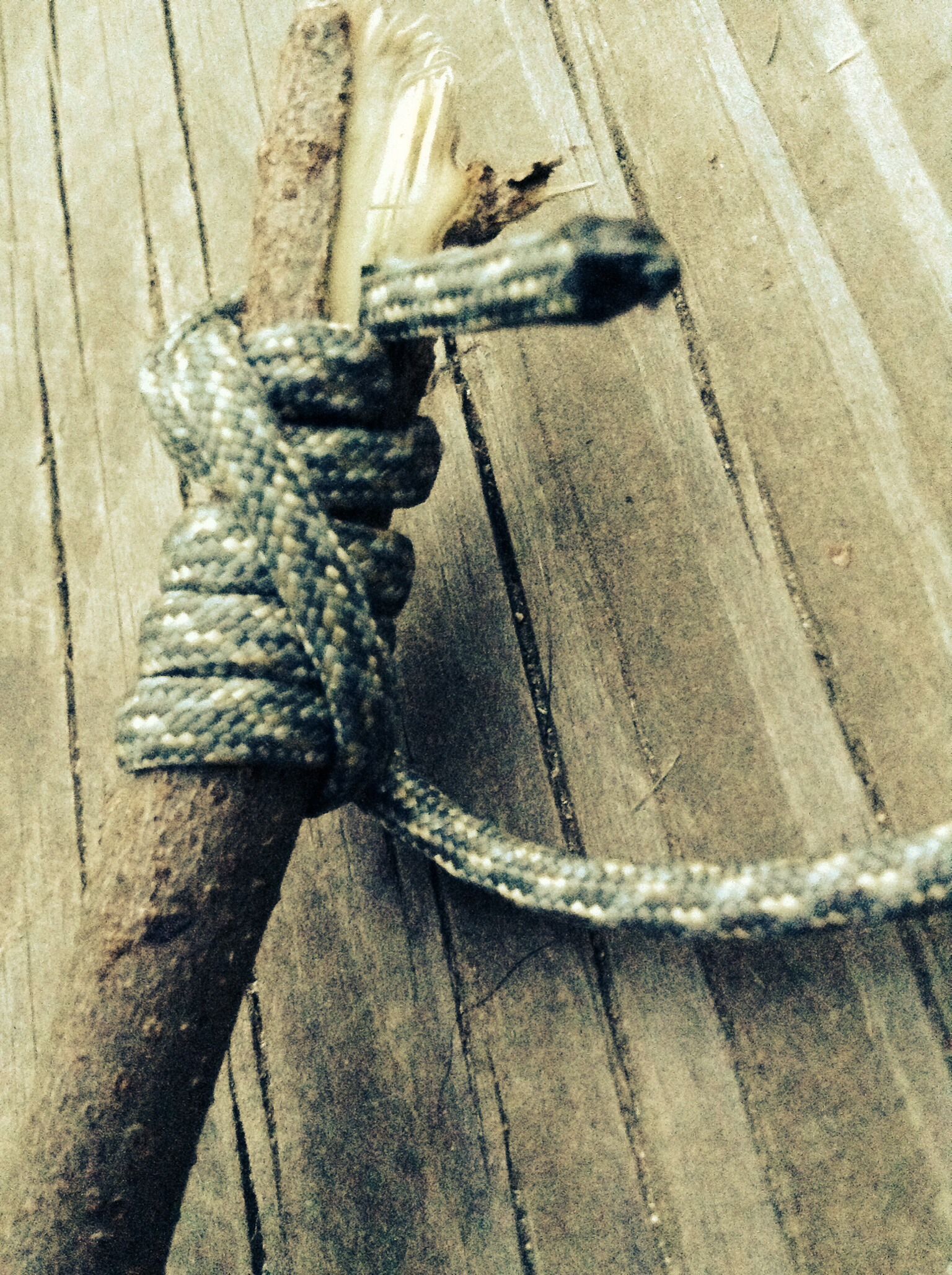 How to Make a Survival Whip Bow : 6 Steps - Instructables