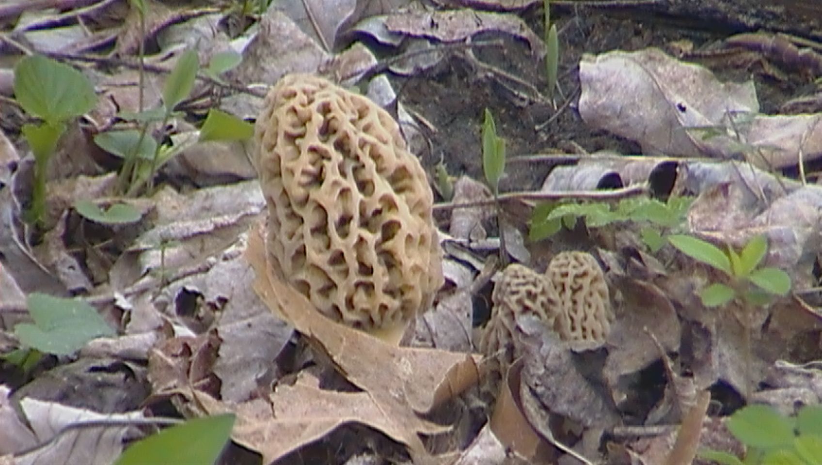 What Is Dry Land Fish(morels) : 6 Steps - Instructables
