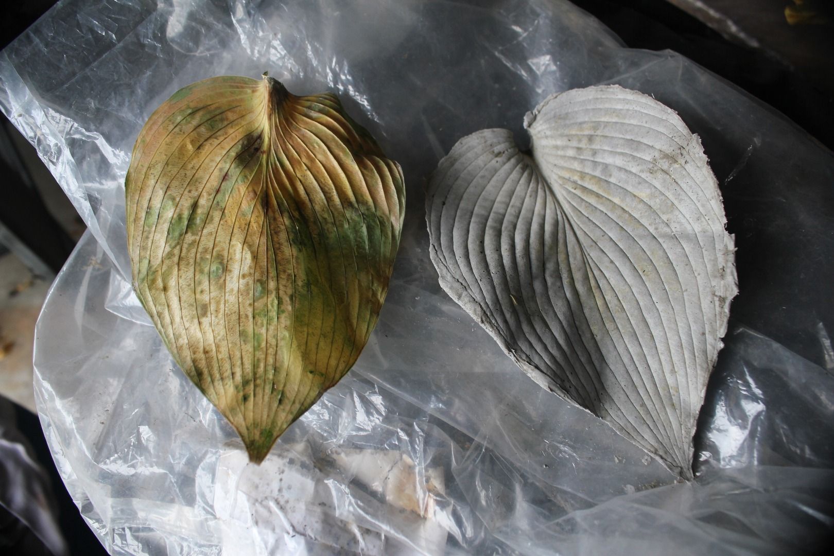 Concrete Leaf Casting : 4 Steps (with Pictures) - Instructables