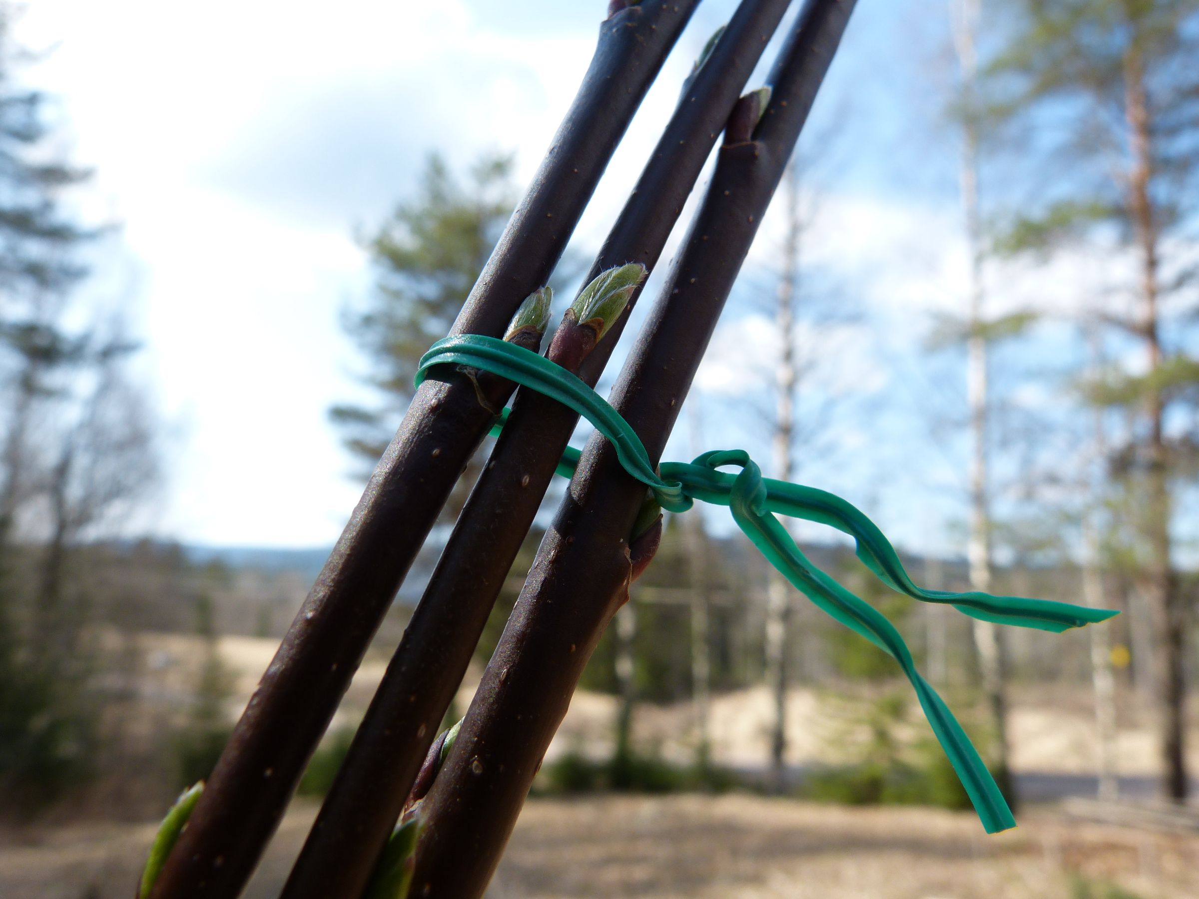 Living Willow Columns / Sculptures : 8 Steps (with Pictures ...