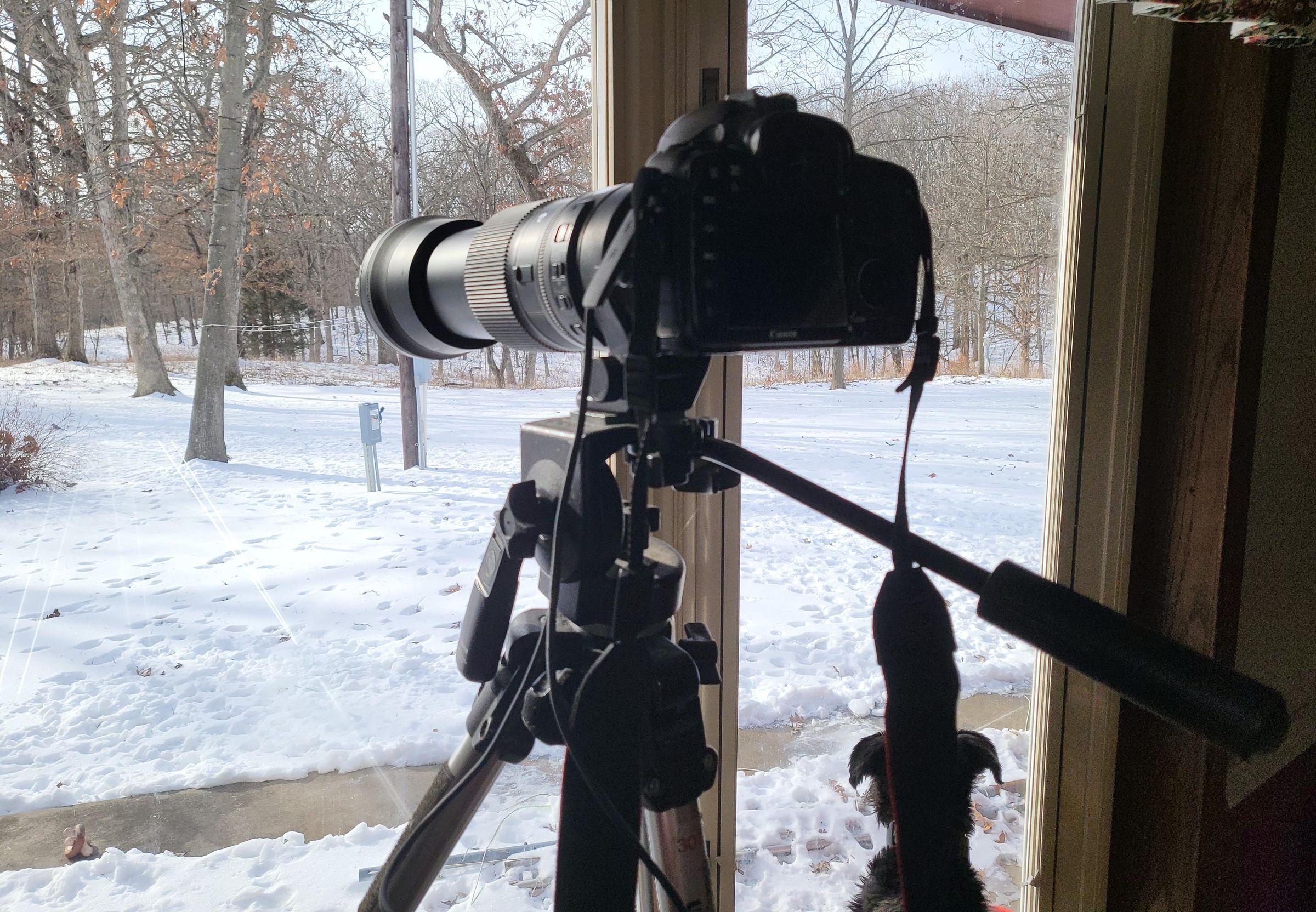 How to Photograph Birds in Flight the Easy Way (with Pictures ...