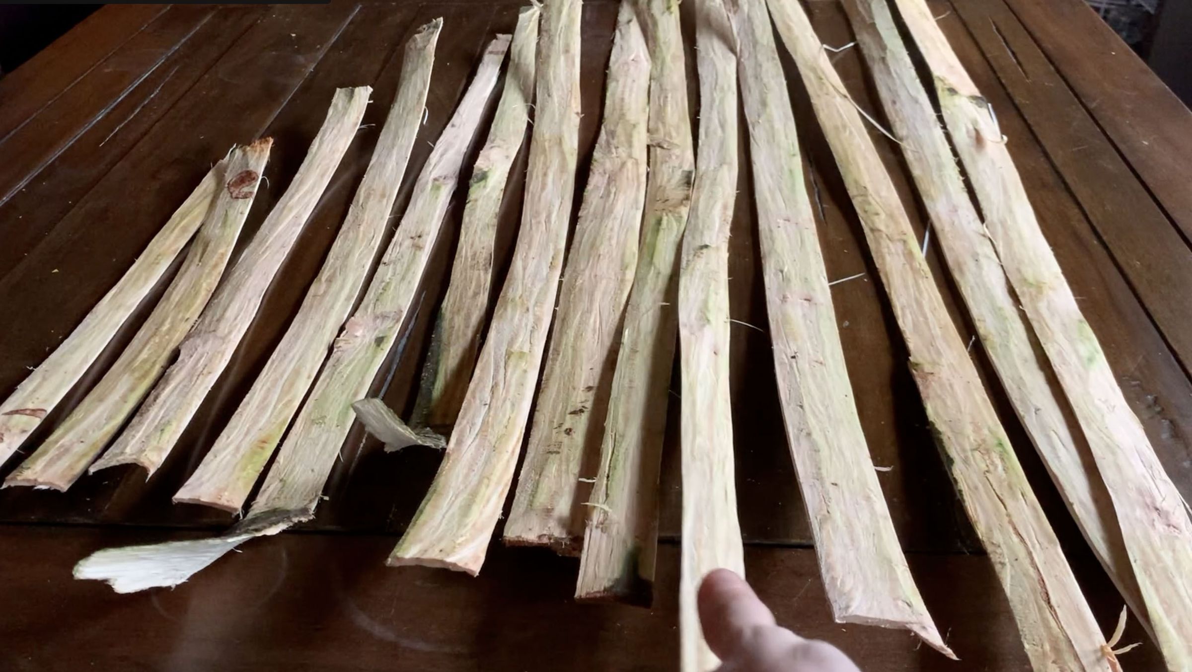 Harvesting Bark From Downed Trees for Baskets : 7 Steps (with Pictures ...