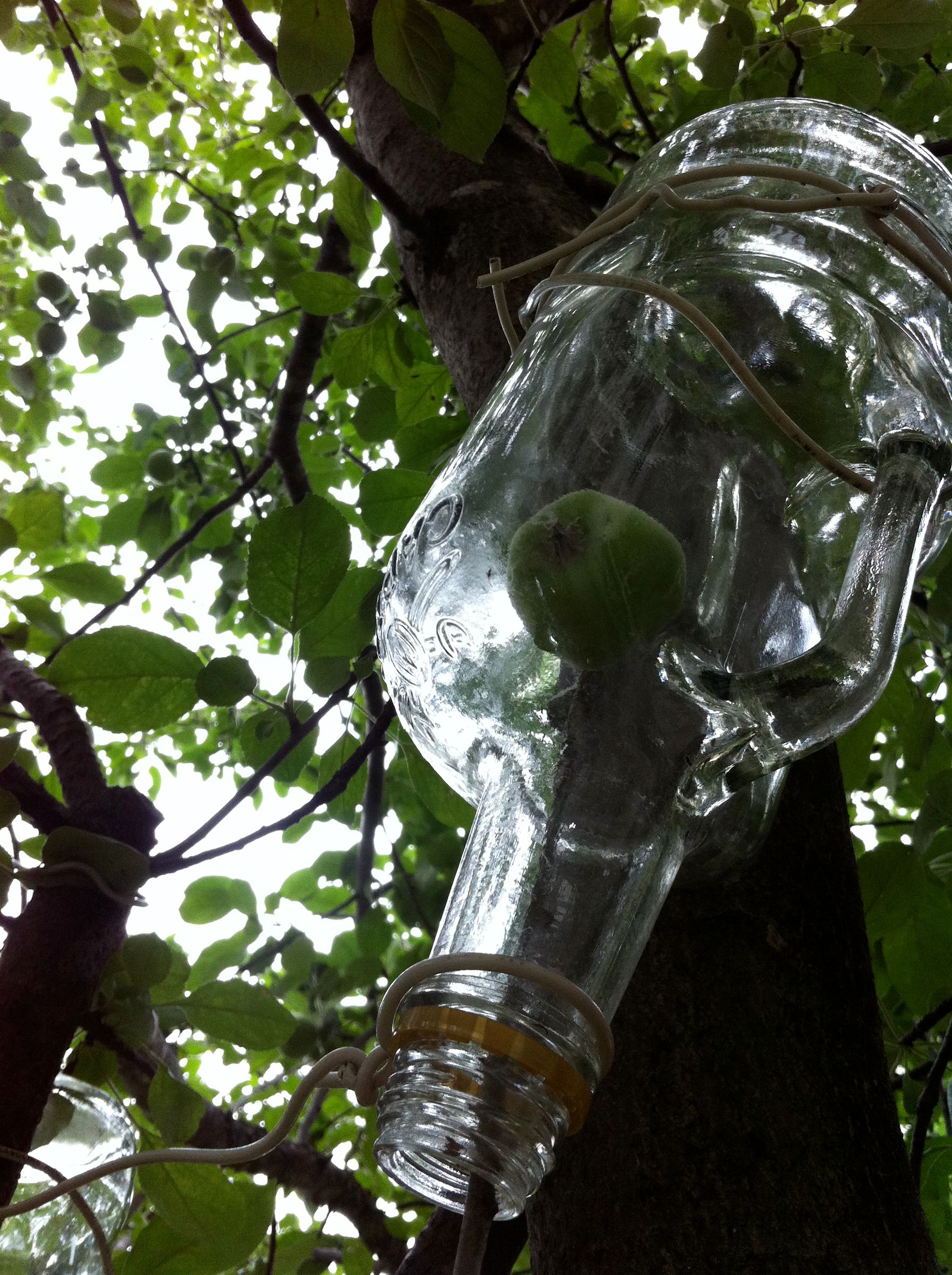 How to Grow an Apple in a Bottle : 15 Steps (with Pictures) - Instructables