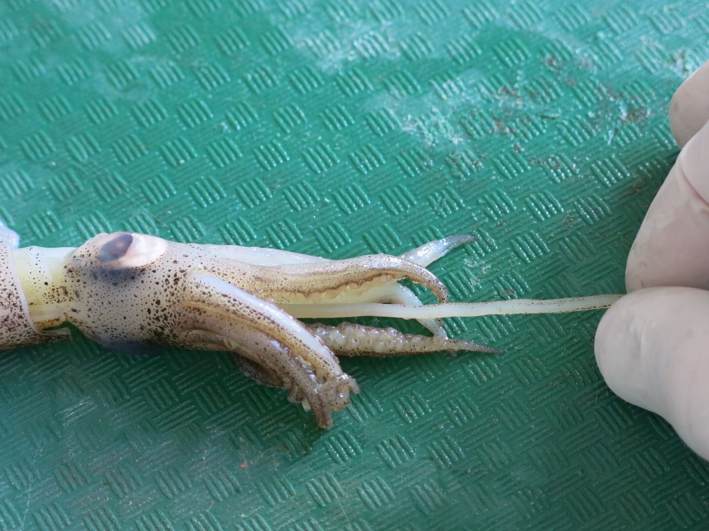Squid Dissection : 11 Steps (with Pictures) - Instructables