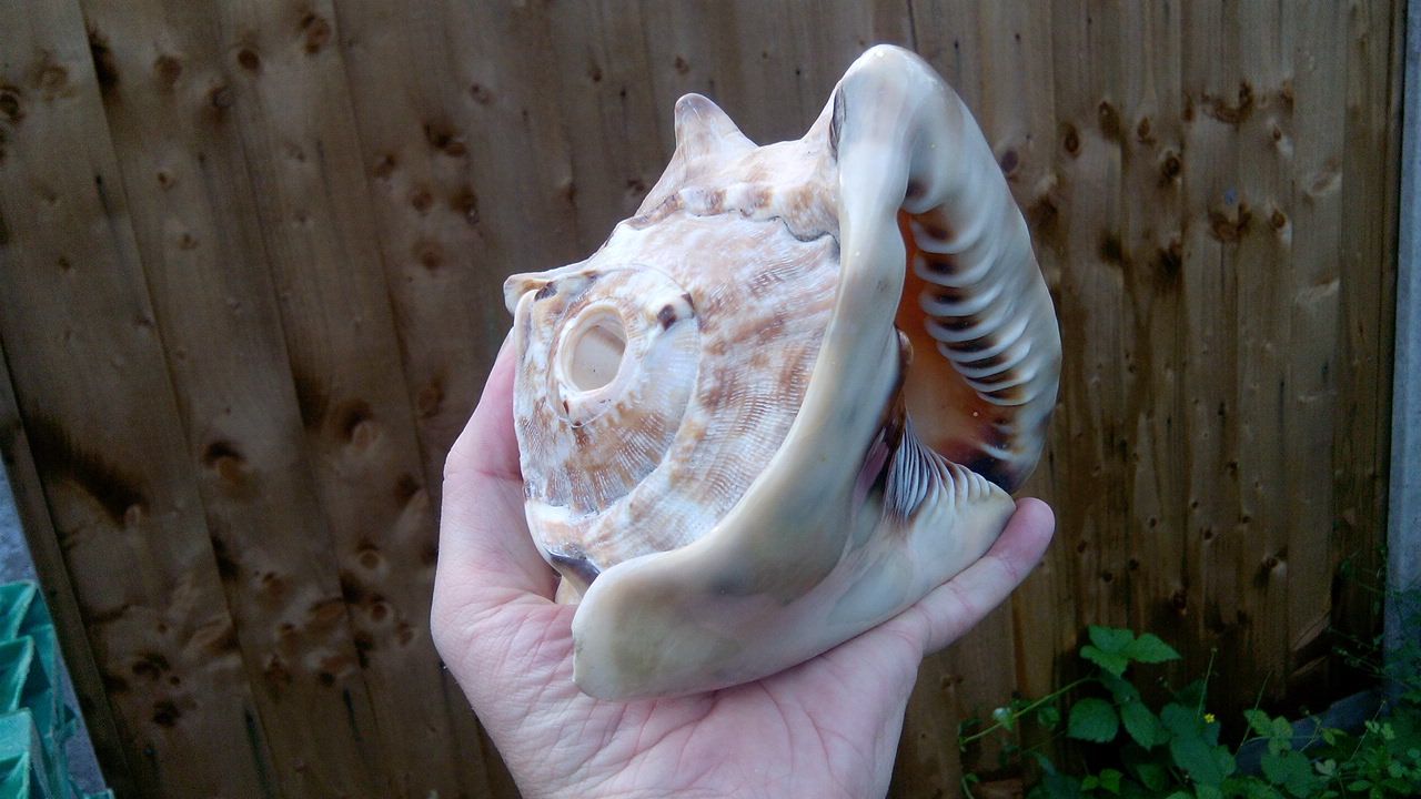 Conch Shell Horn : 5 Steps (with Pictures) - Instructables