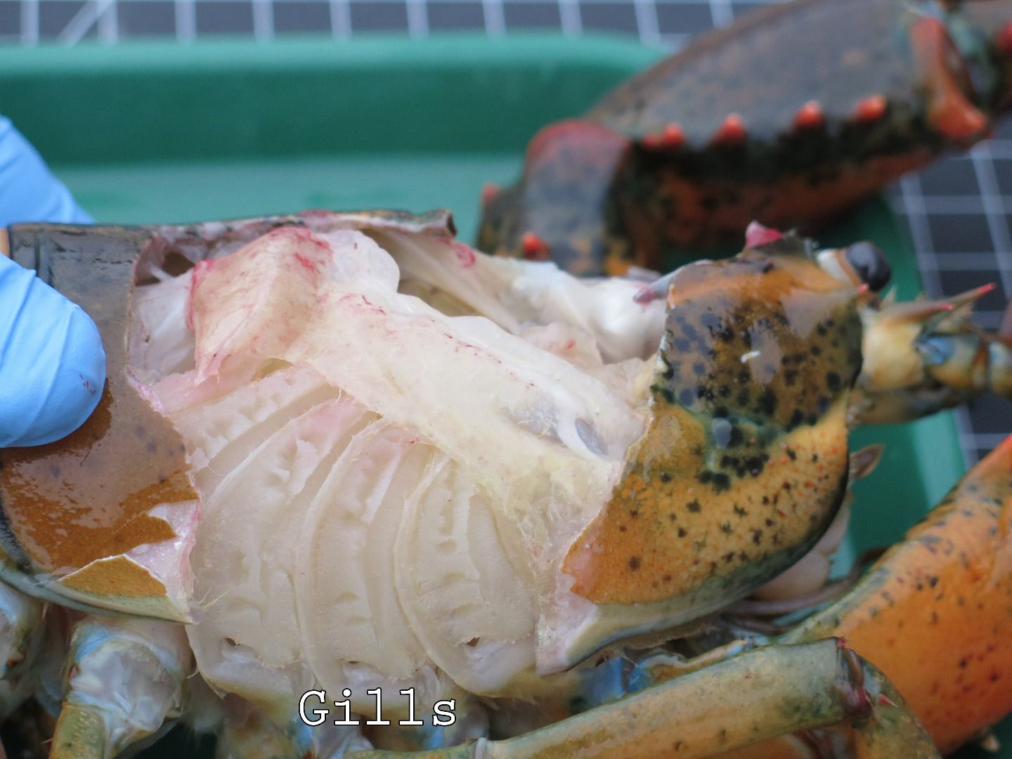 Lobster Dissection : 11 Steps - Instructables