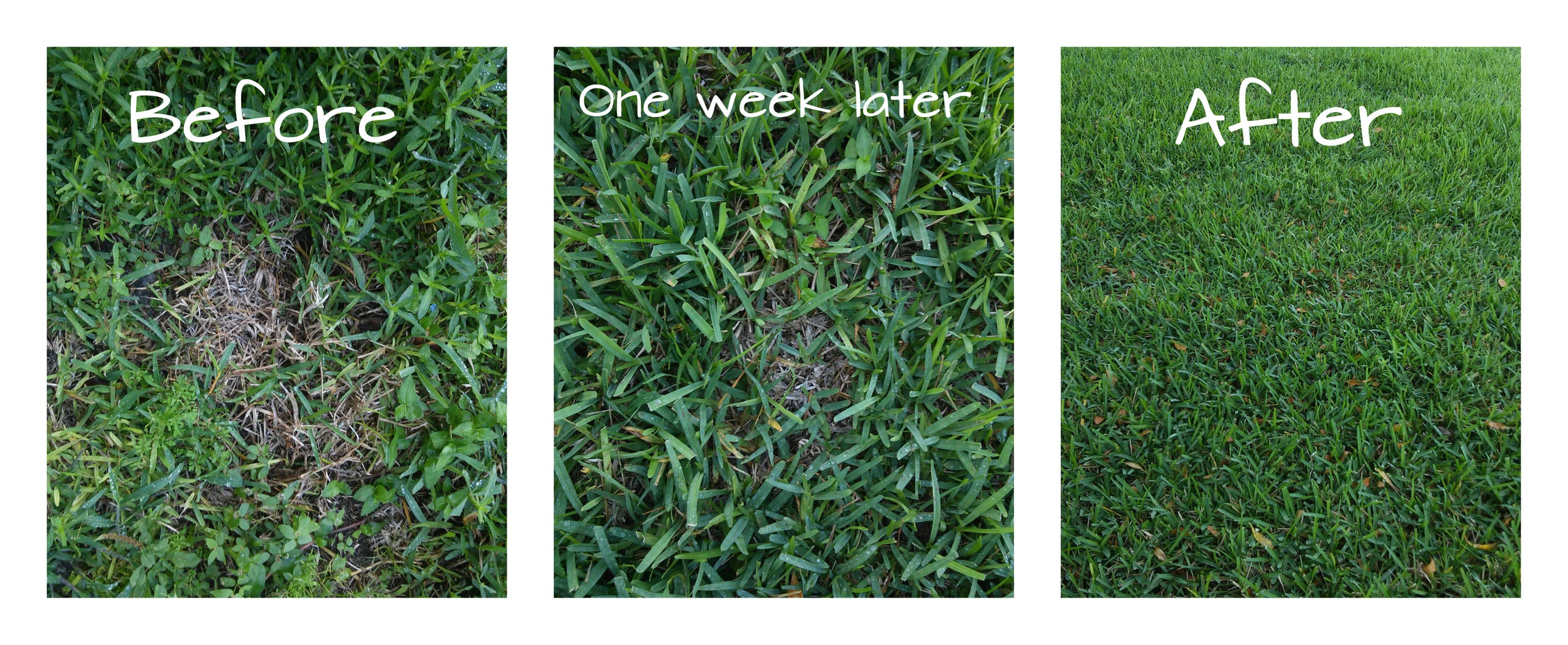 Easily Getting Rid Of Dead Spots On Your Lawn Effortlessly 4 Steps