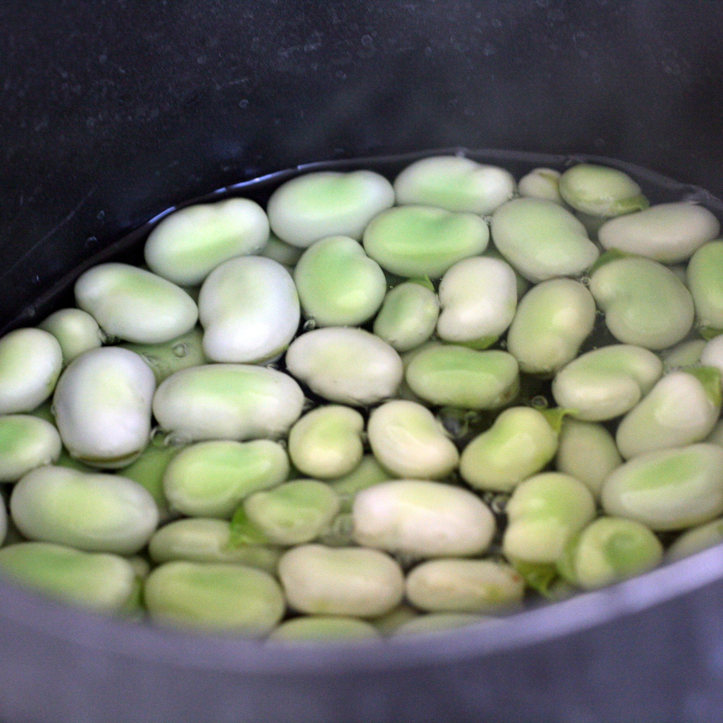 Broad Beans | Fava Beans (with Pictures) - Instructables
