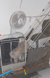 Cat Enclosure - Tunnel, Save Space ('CatWalk Is My Road' - AKahn ...