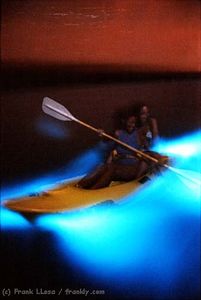 Grow Your Own Bioluminescent Algae : 3 Steps (with Pictures ...